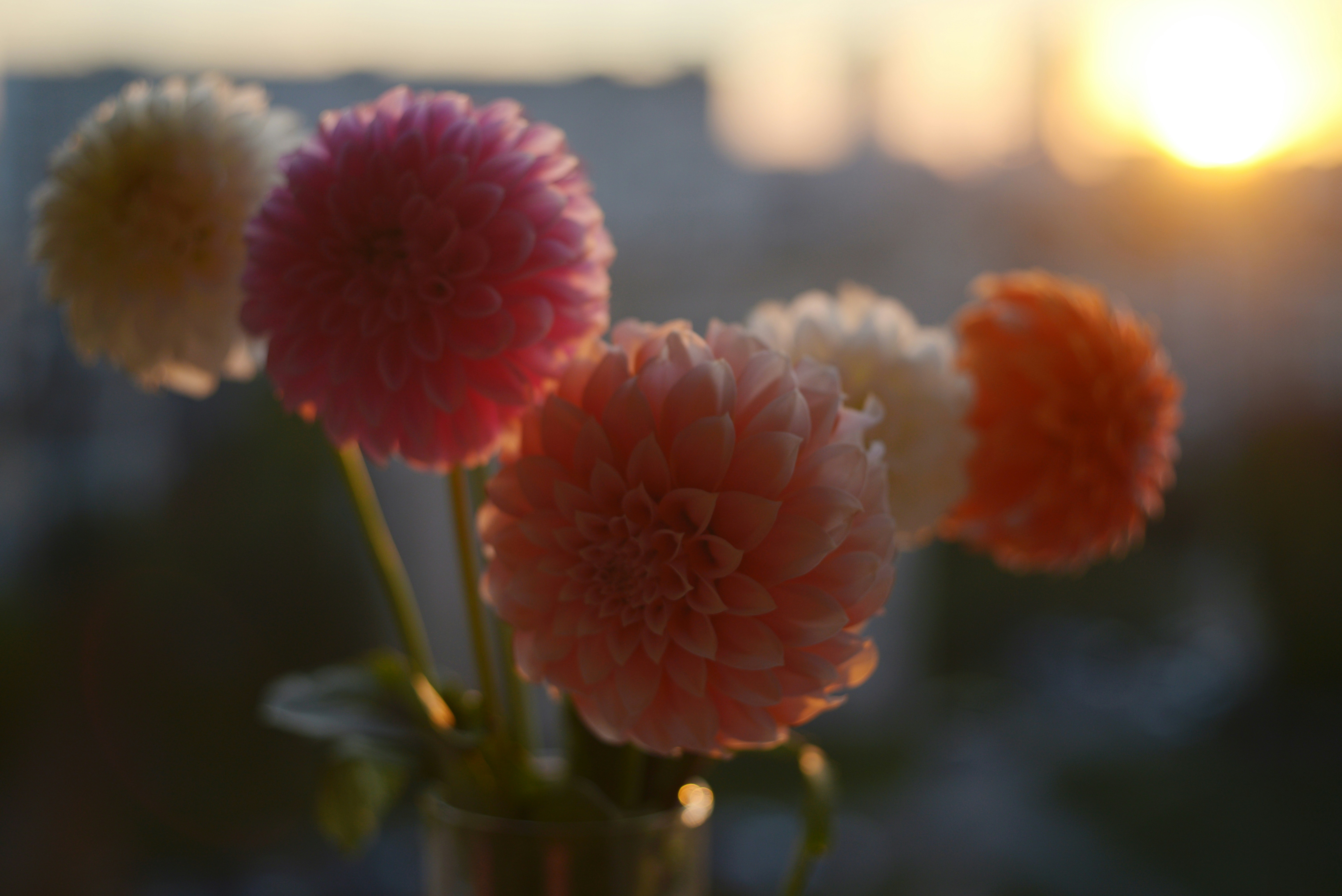 Sunset Bloom: A Quartet of Dusk-Dusted Dahlias