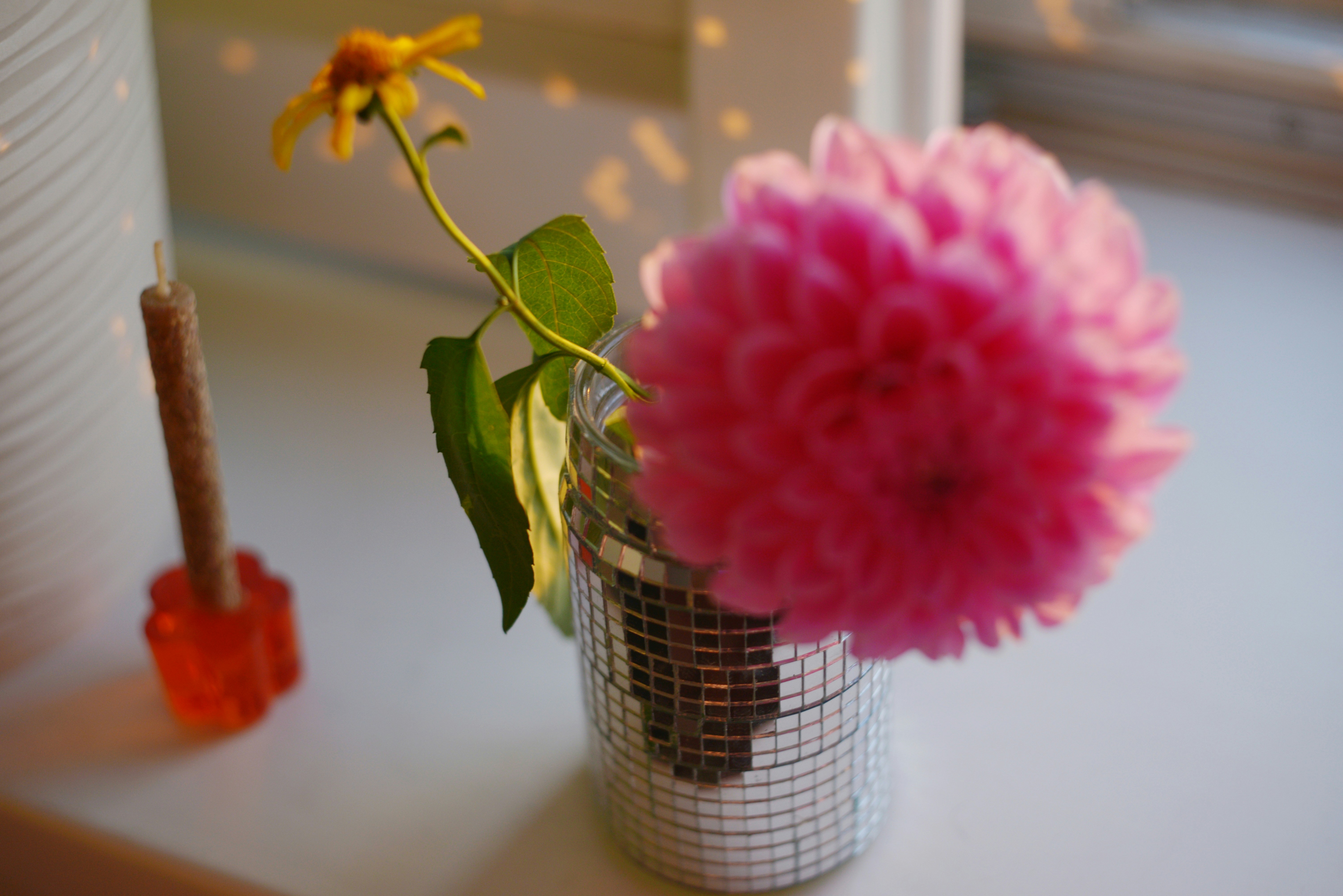 Petal in Focus: A Delicate Pink Bloom on a Shimmering Window Sill