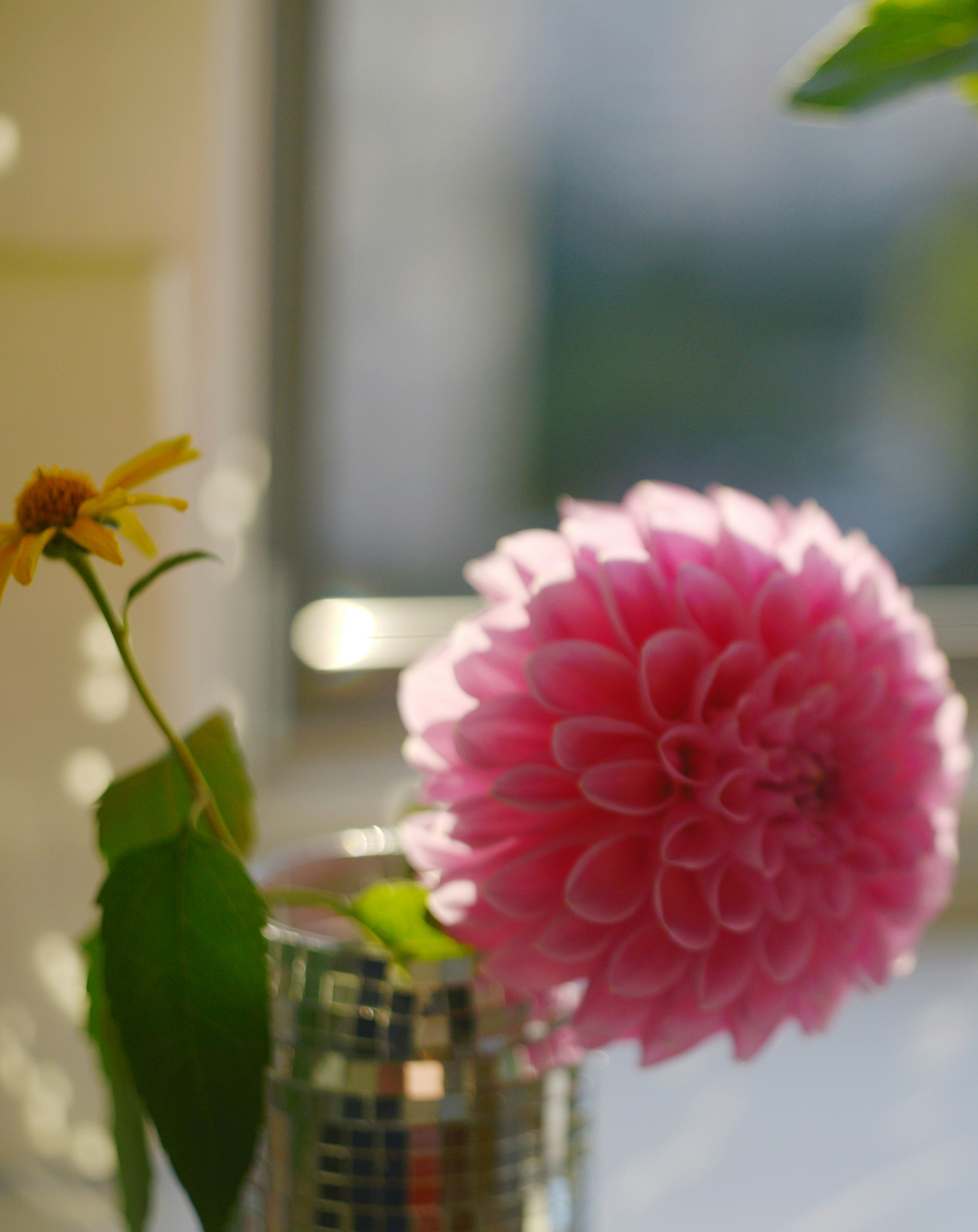 Petals in Focus: A Soft Portrait of a Pink Dahlia by Window Light