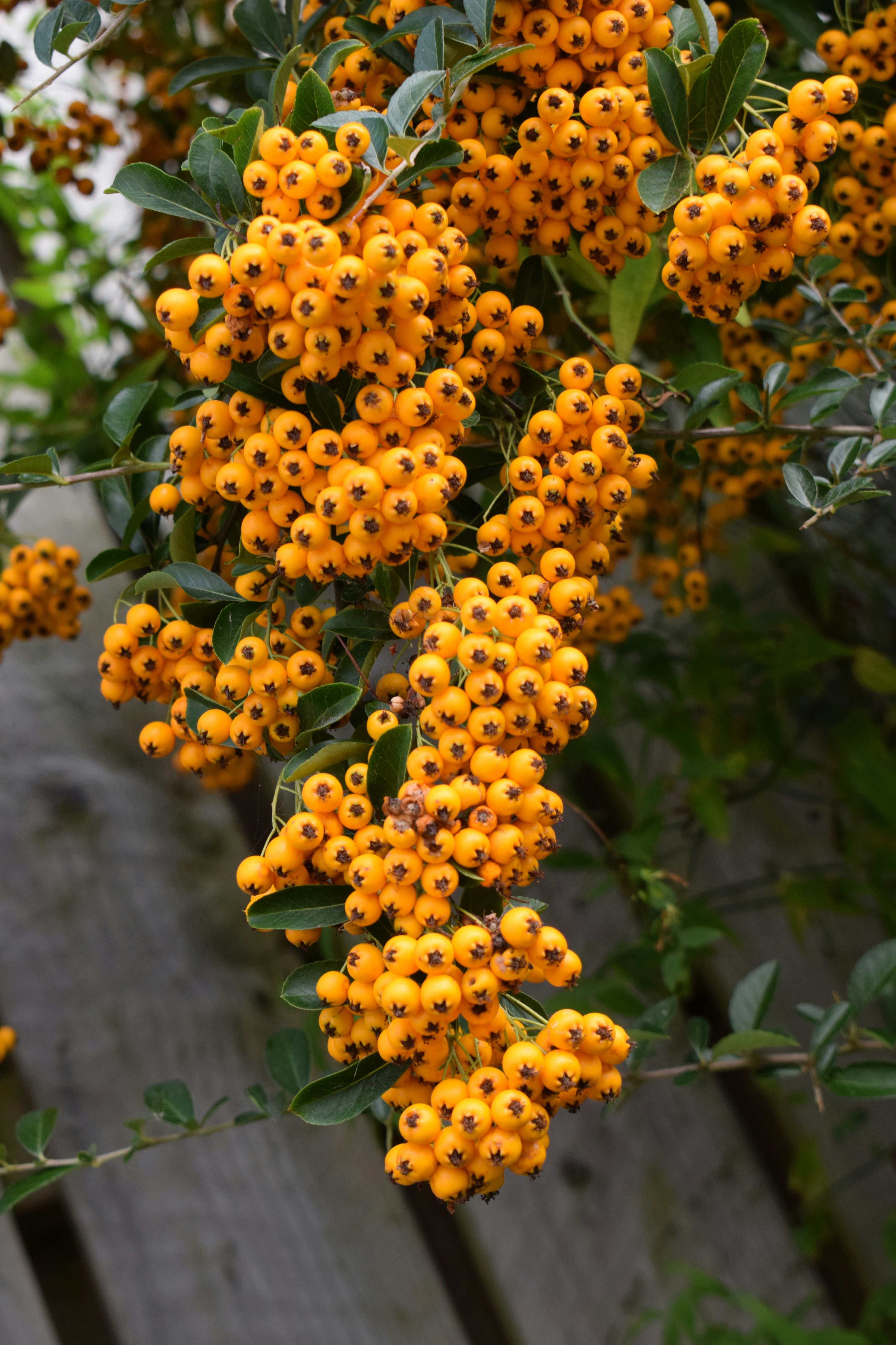 Golden Berries in a Cascade