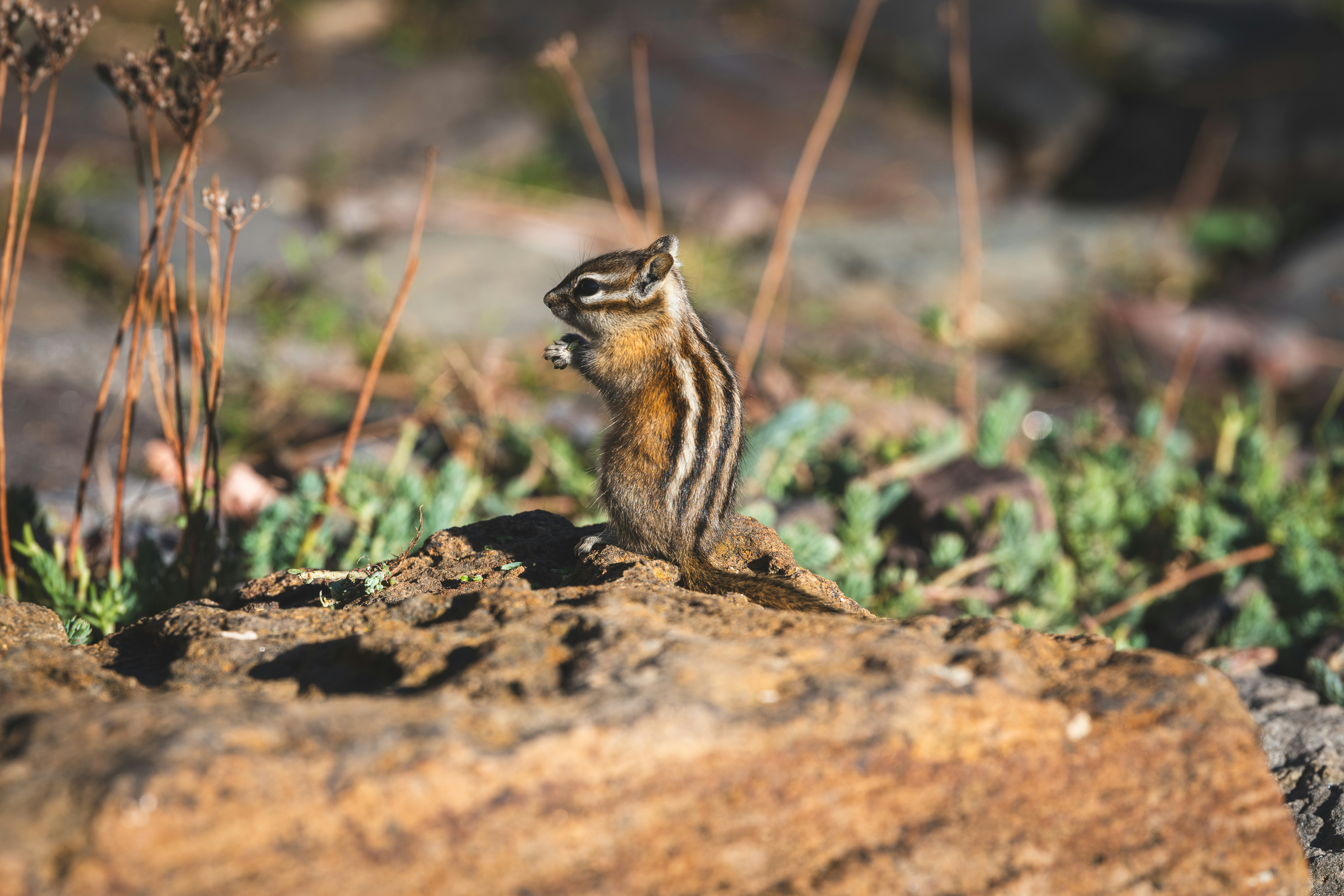 Chipmunk in the Sunlit Rock Gap