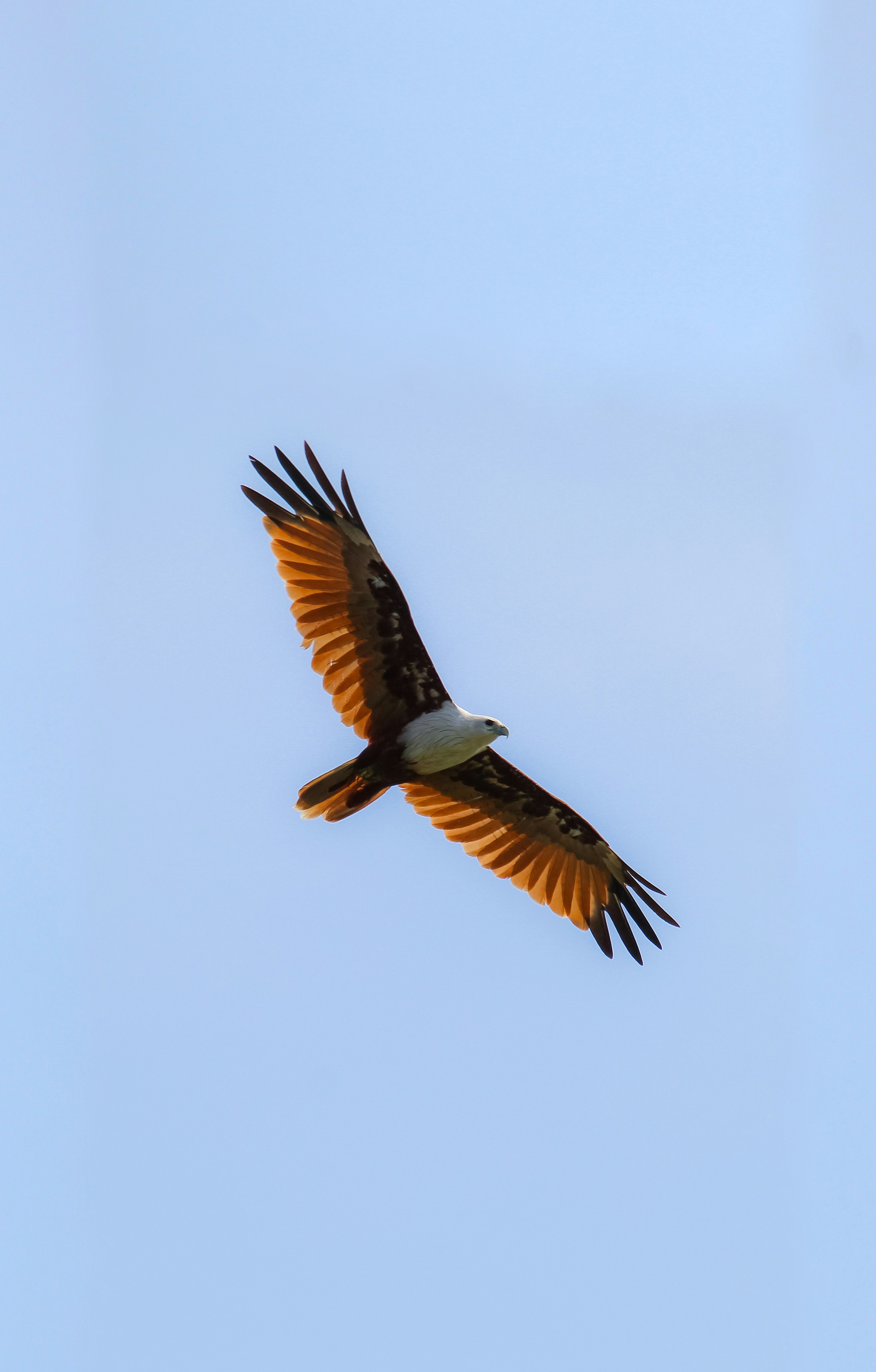 Soaring Over Blue: A Red-tailed Kite in Crisp Mid-Air