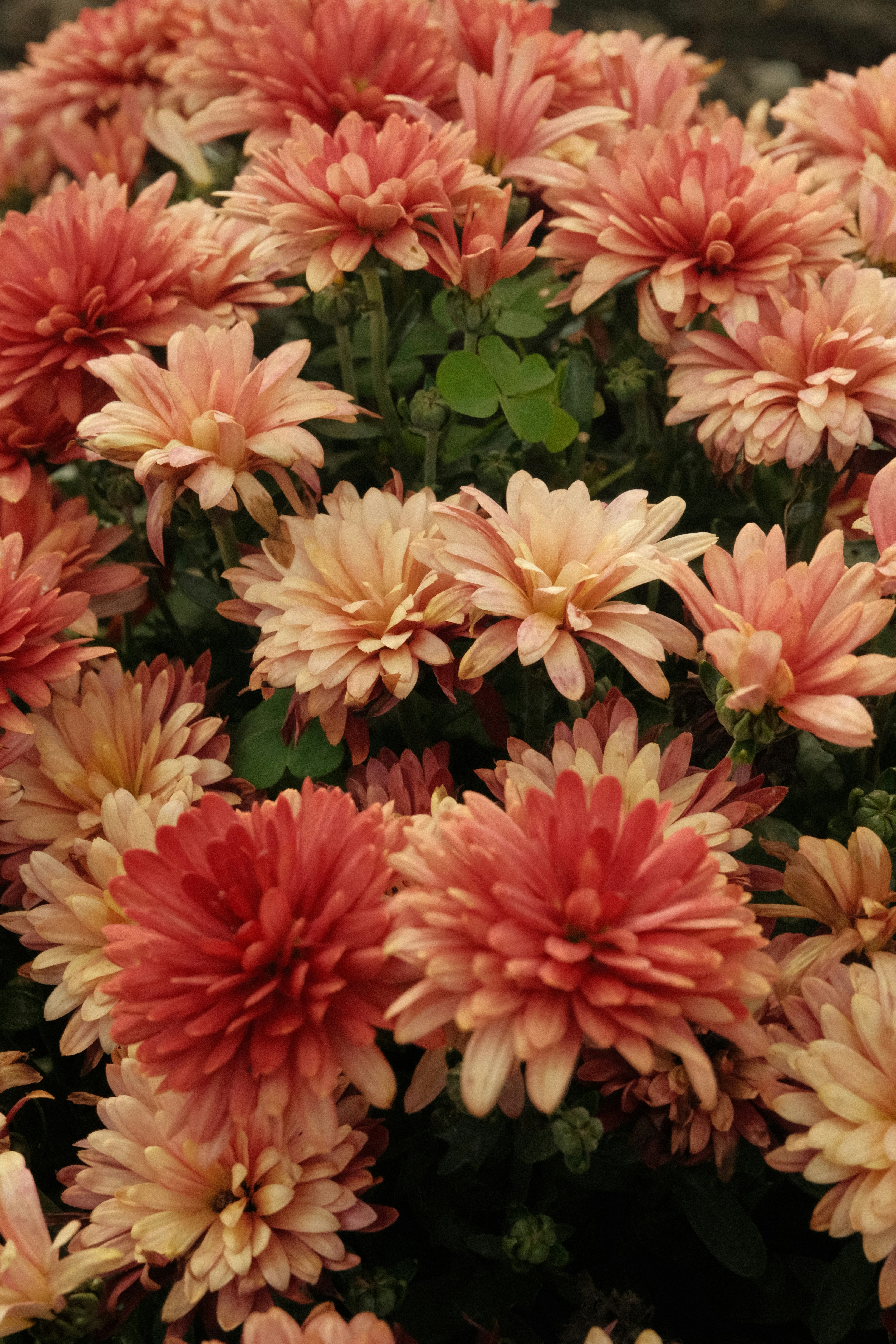 Rose-petal Bloom Garden: Warm Peach Chrysanthemums in Dense Bed