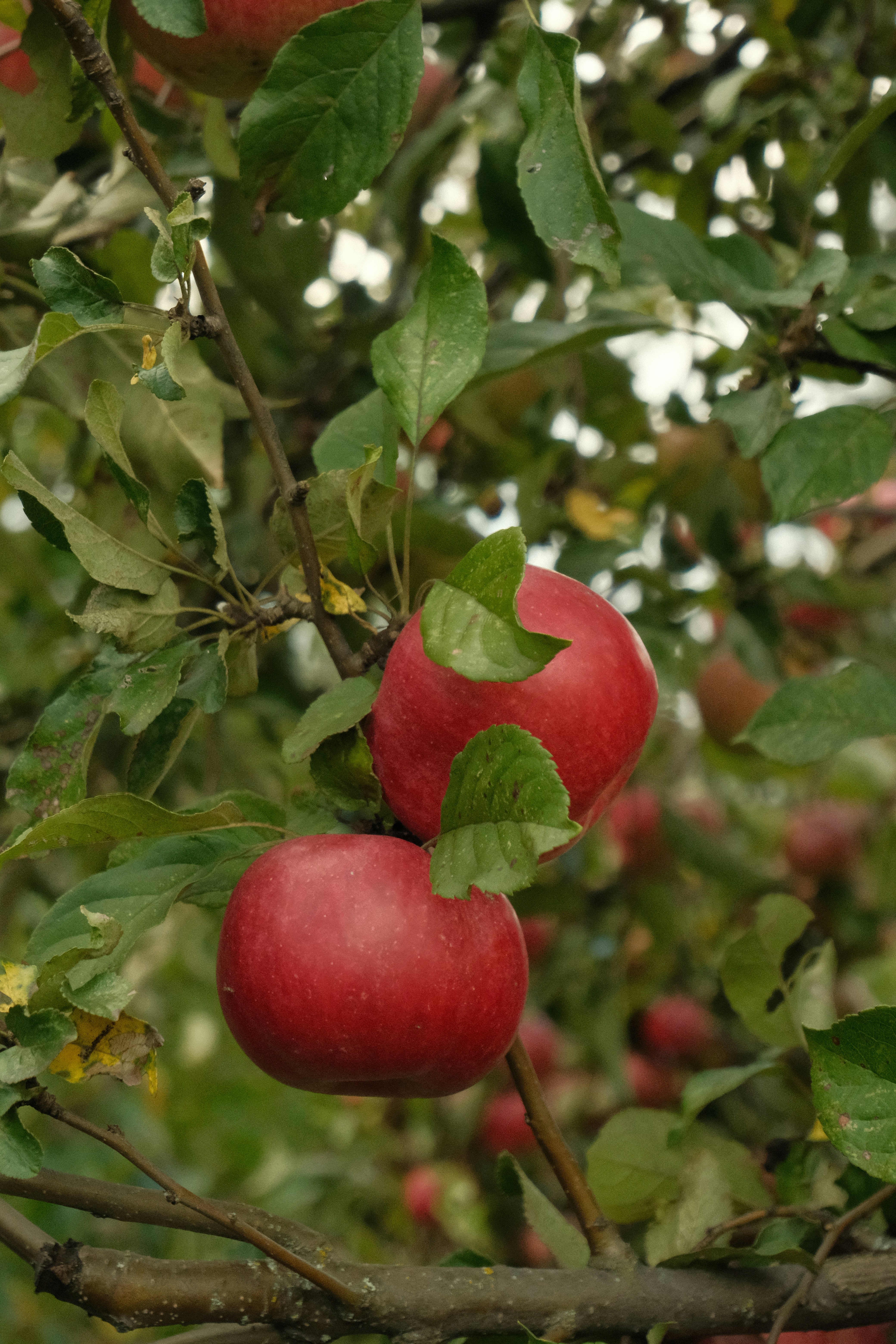 Red Orchard Jewels: Two Apples Cling to a Gnarled Branch