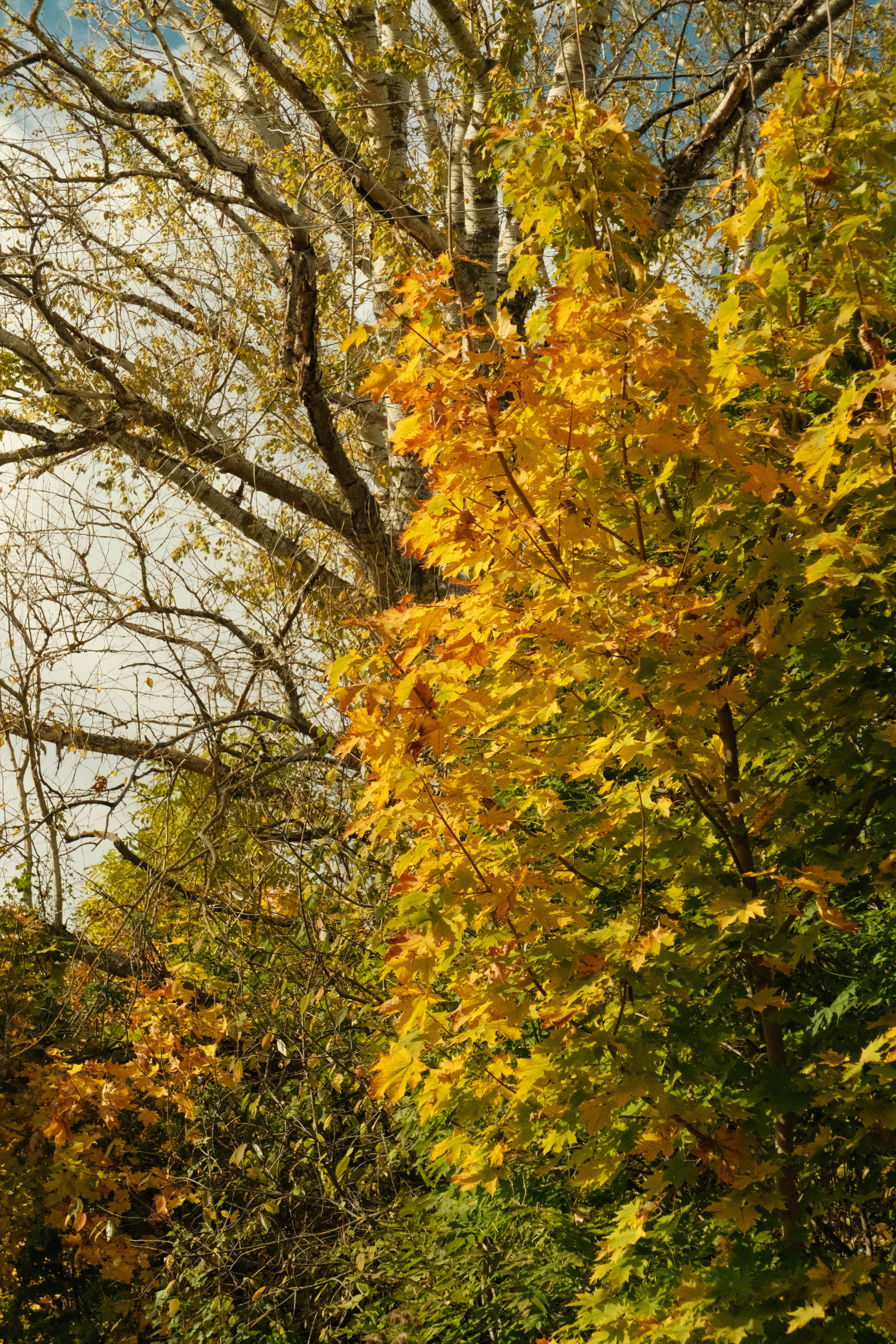 Autumn Torch: A Burst of Maple in Autumn Light