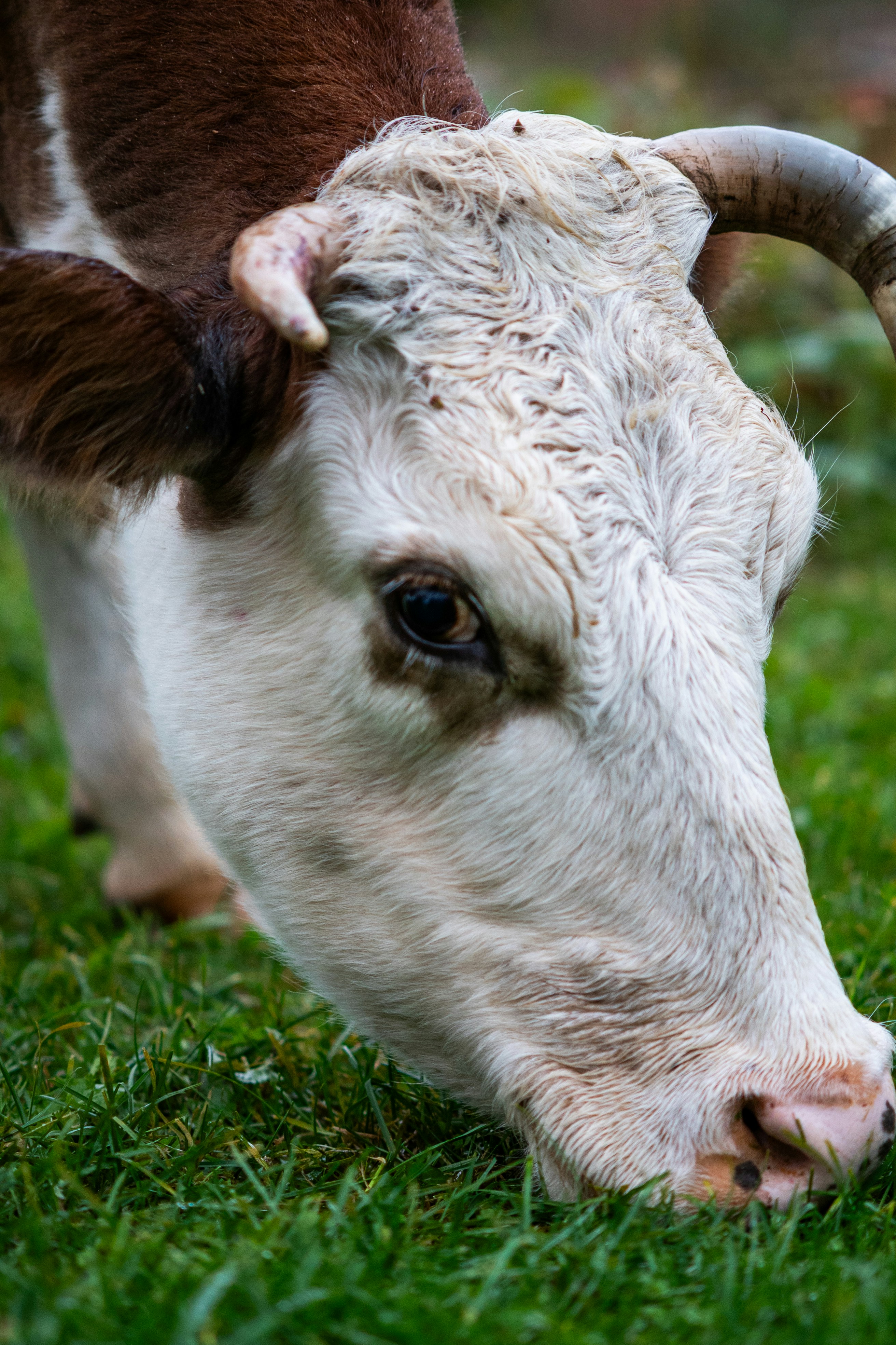 Close Grazing Portrait: White-hooved Benign Gaze