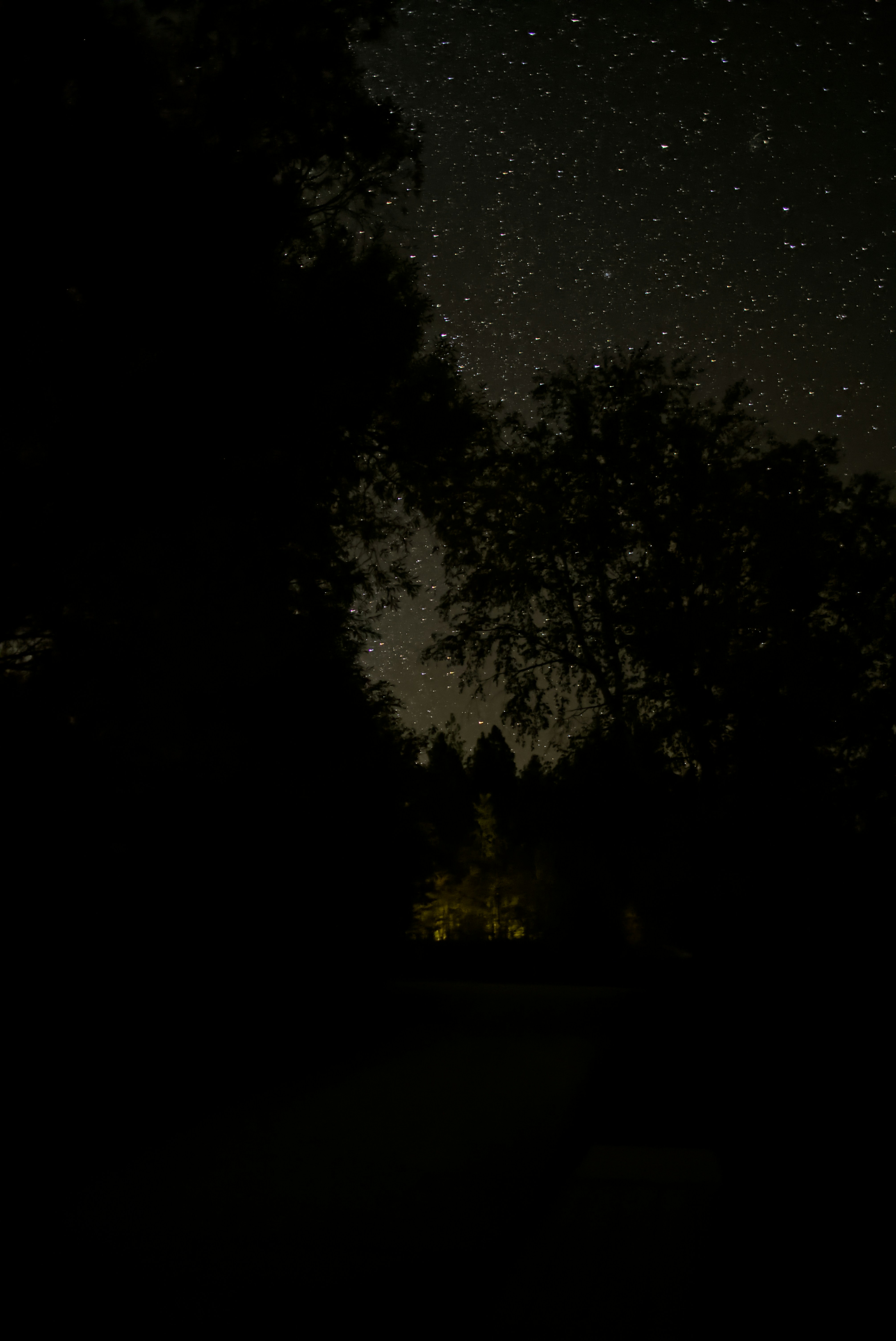 Starwoven Night: A Quiet Milky Way Glimpse Beneath Silent Trees