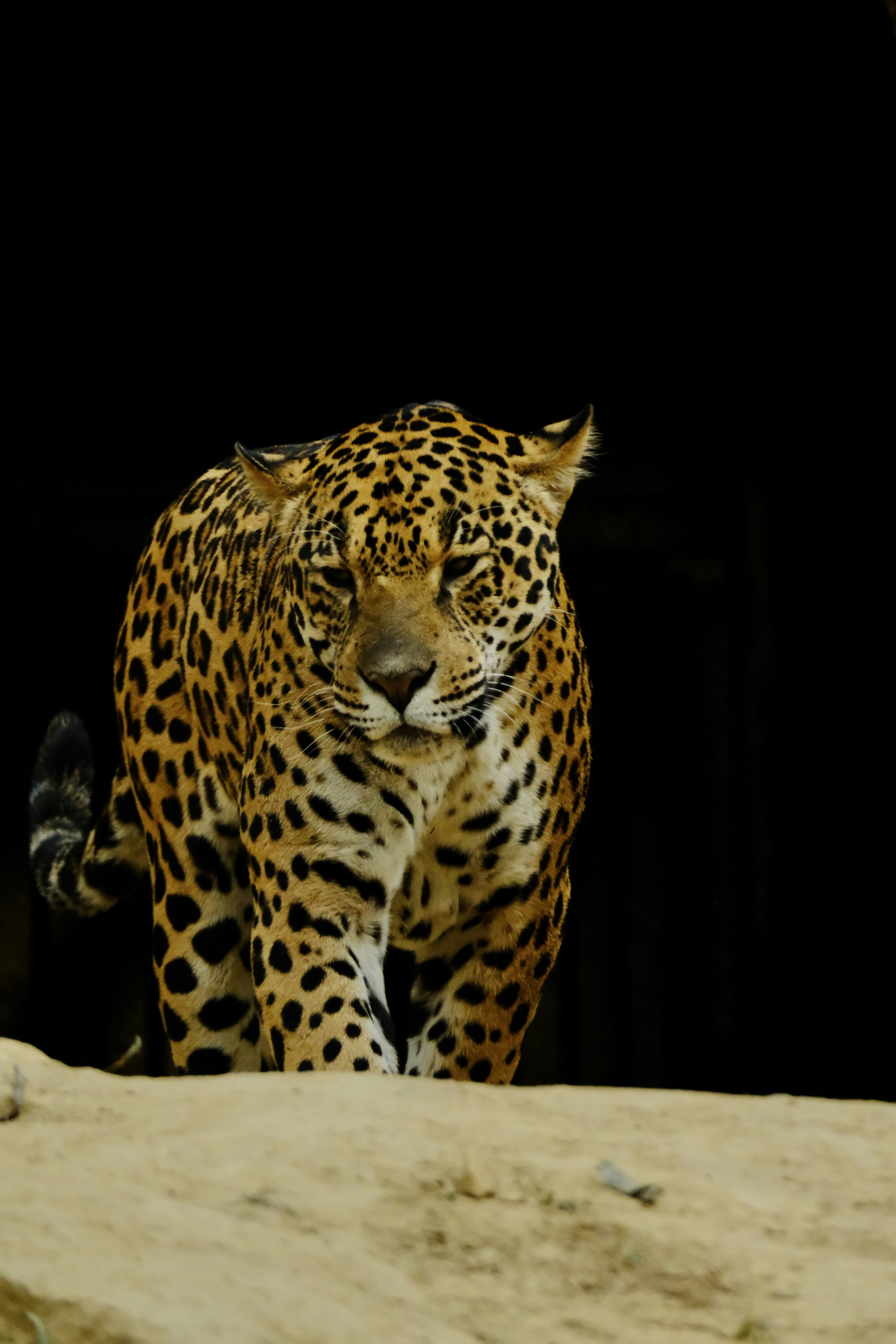 Midnight Stalker: Leopard Emerges from the Darkness