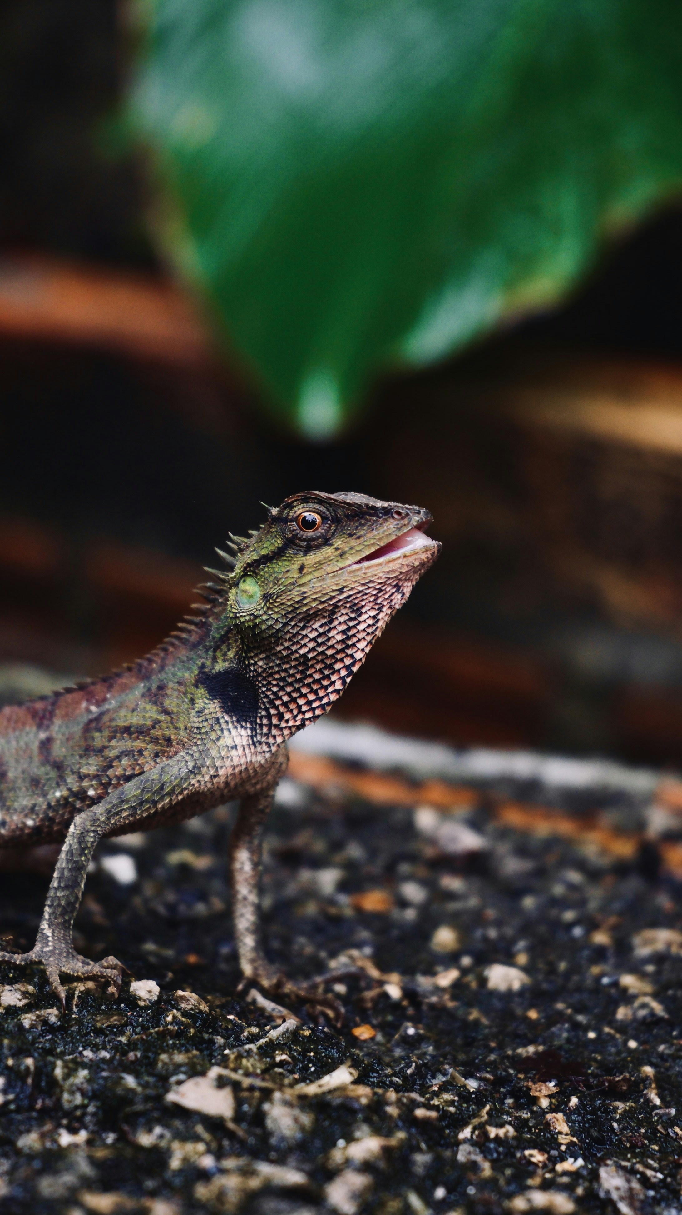 Emerald Lizard Emerges from Coastal Shade