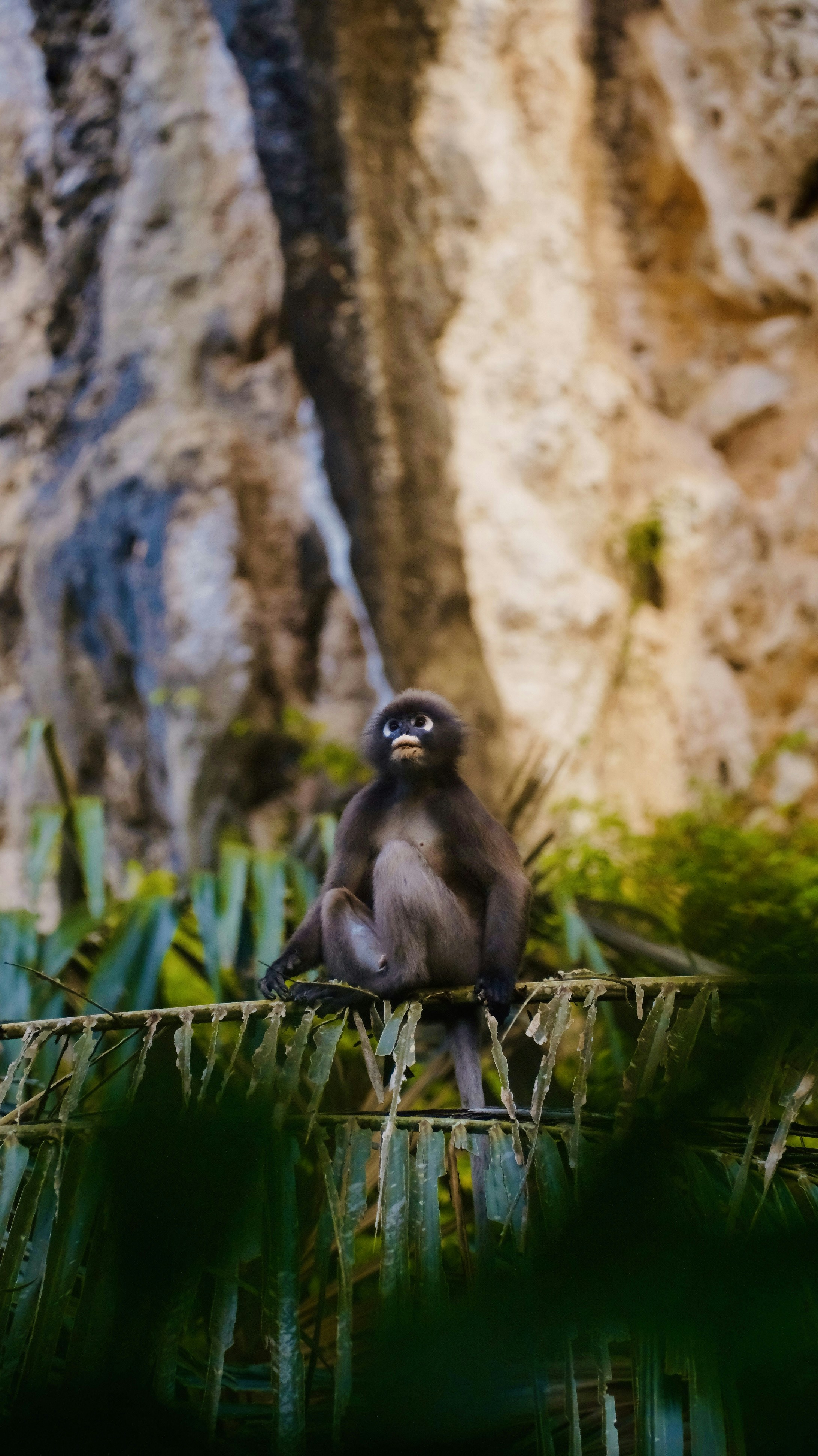 Primed on Perch: A gibbon in the cave-green light