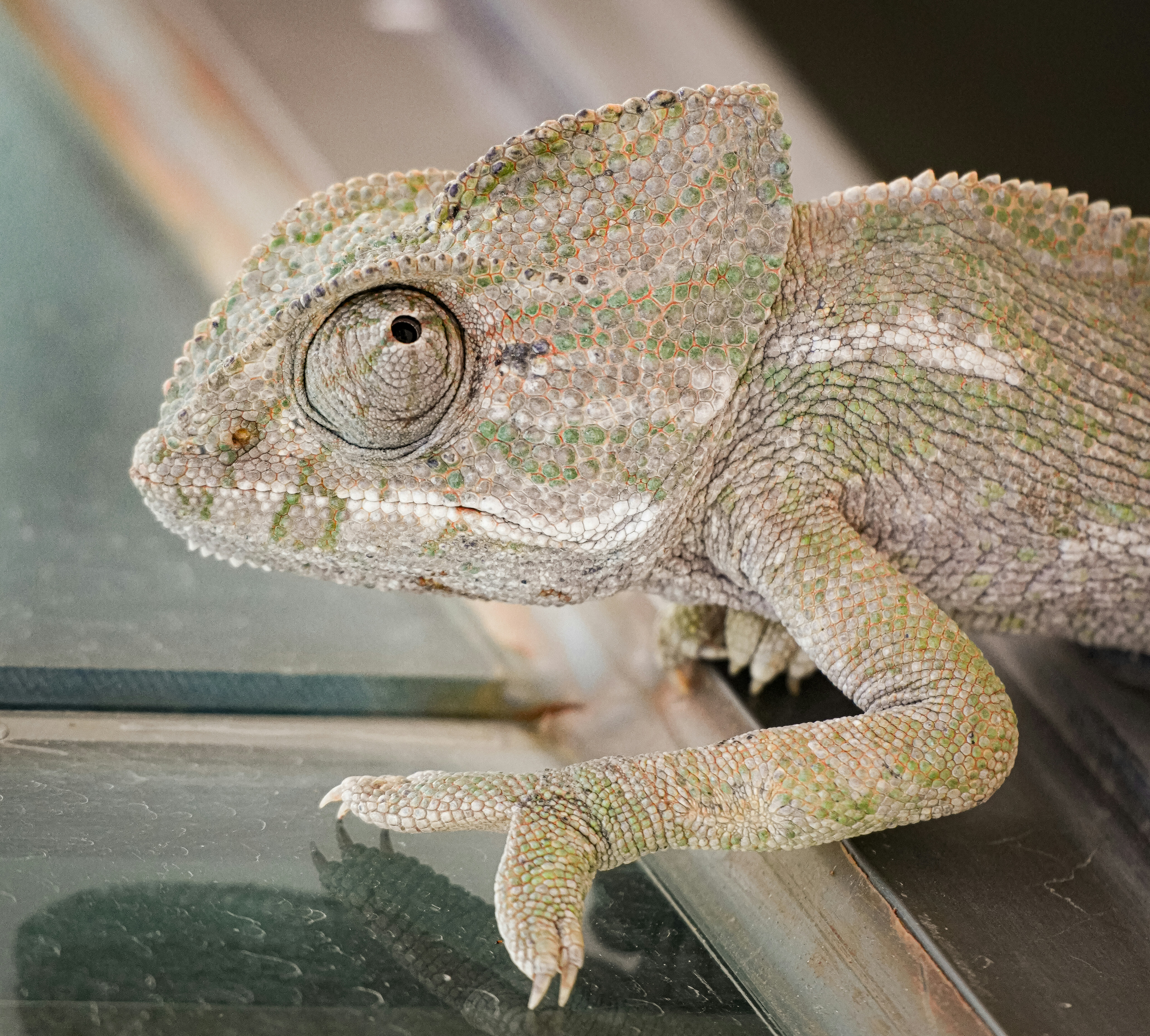 Close-up of a chameleon guarding a glassy perch