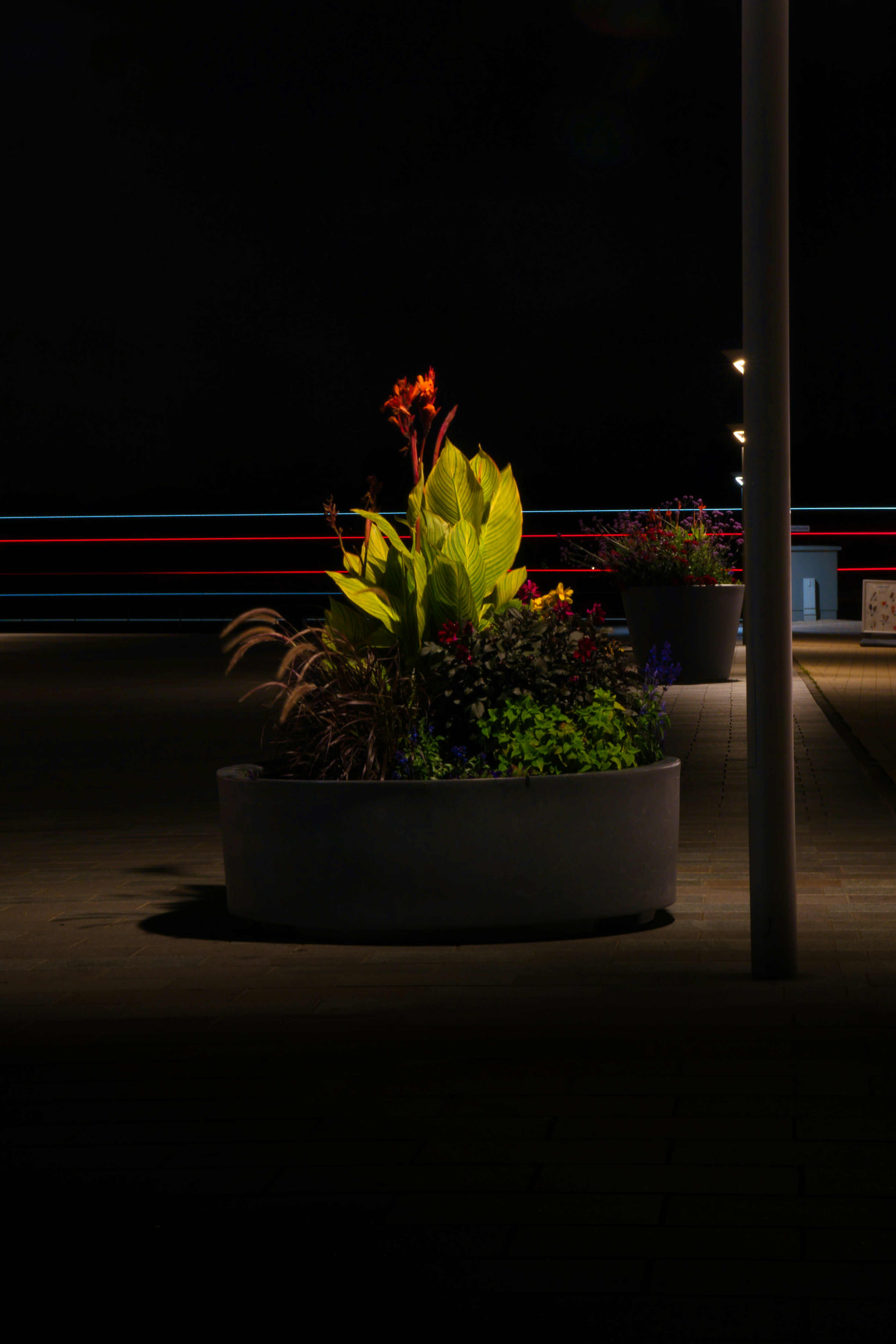 Moonlit planter under moving lights
