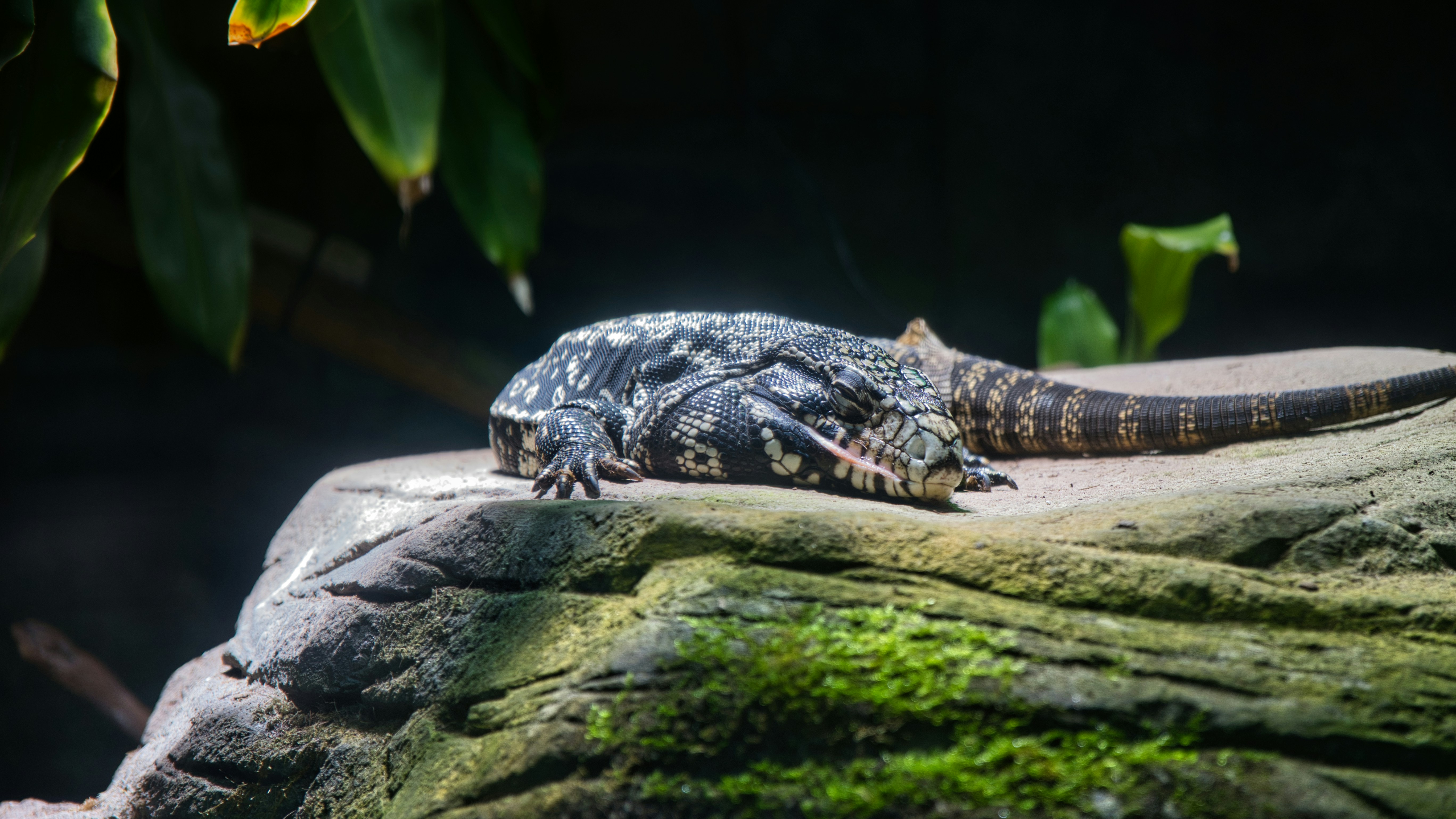 Close-up of a spotted crocodile basking on a mossy rock in partial shade, highlighting texture and pattern without distraction.