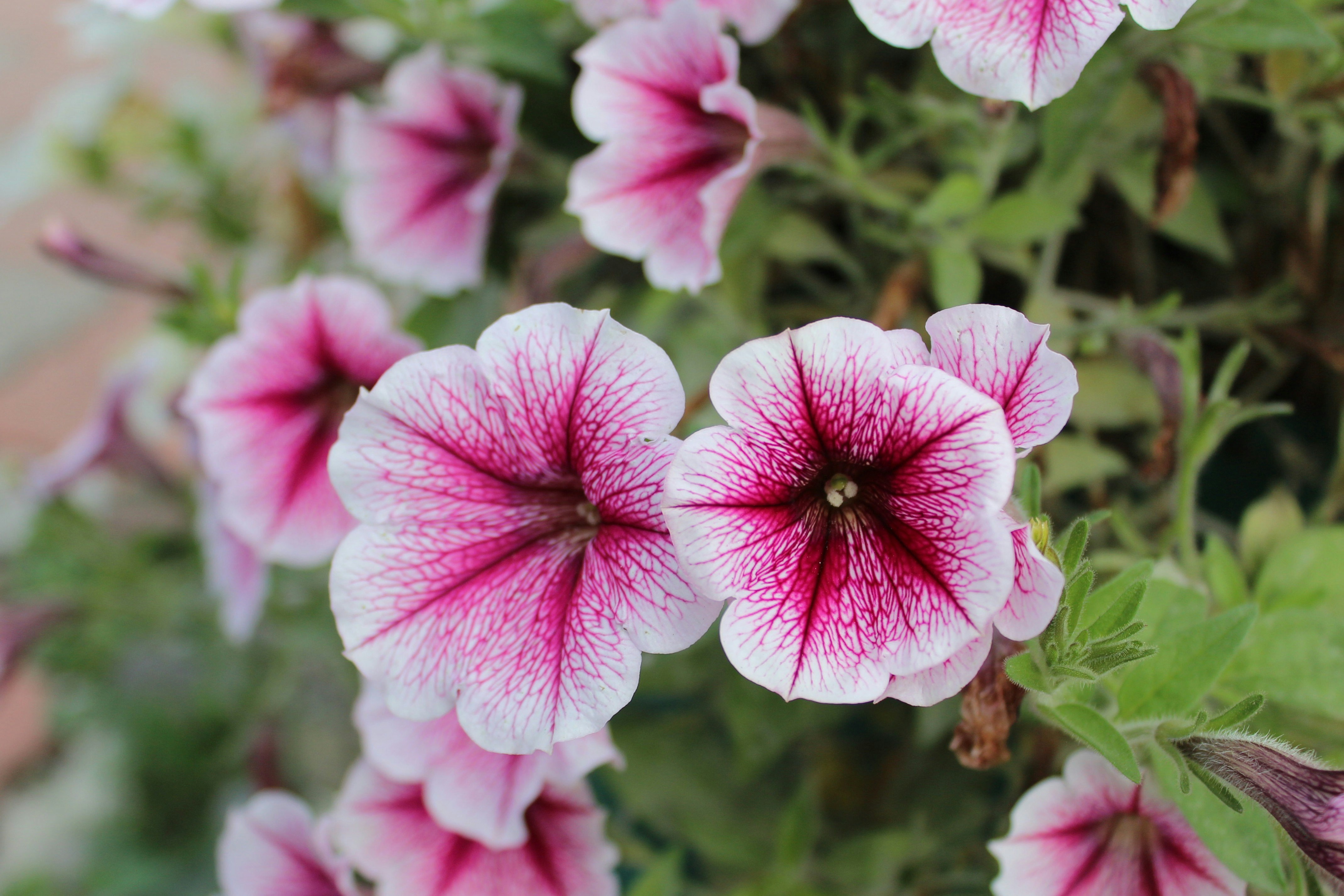 Veined petals in a soft bloom valley