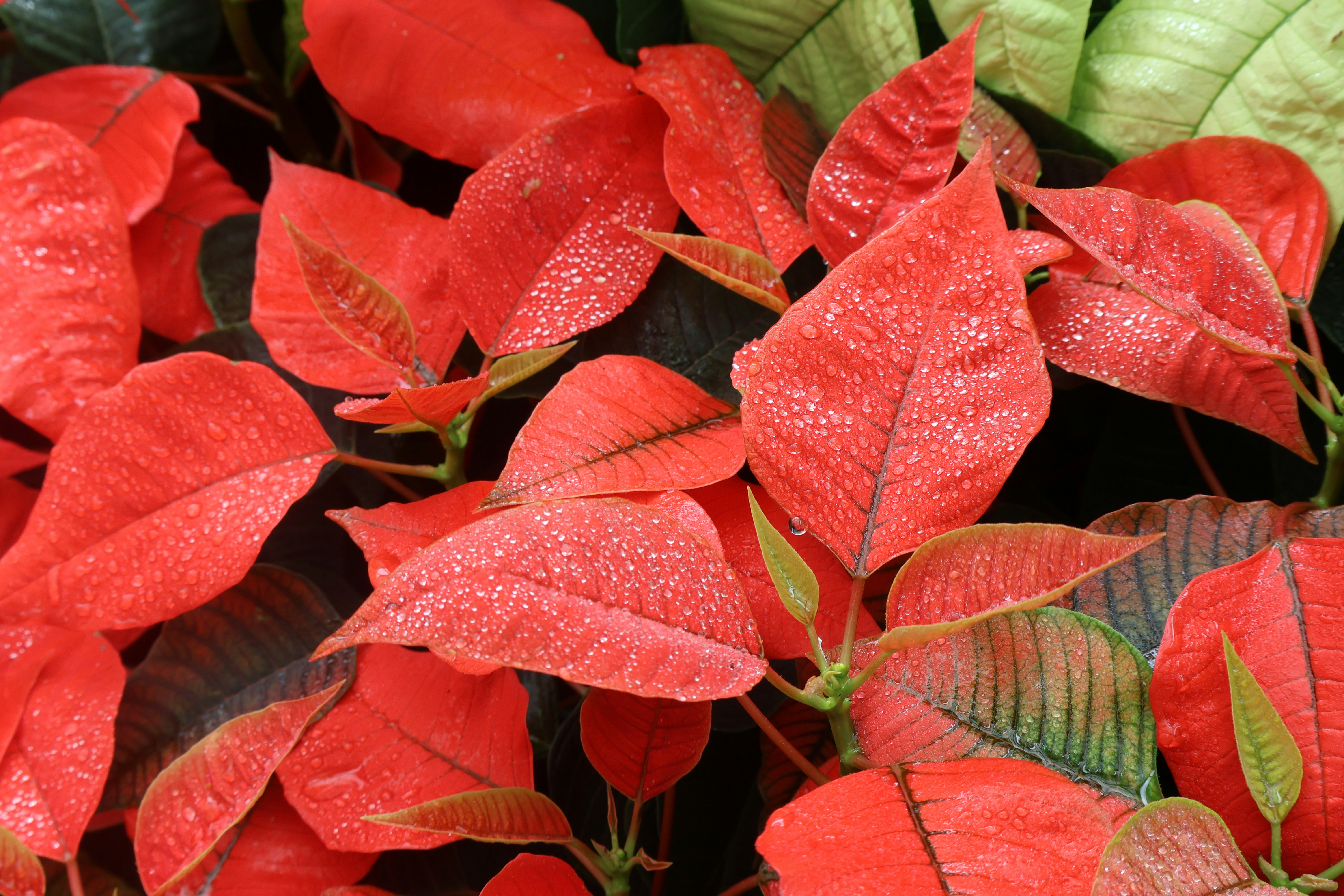 Vivid Red Poinsettia Leaves Fill the Frame in Morning Light