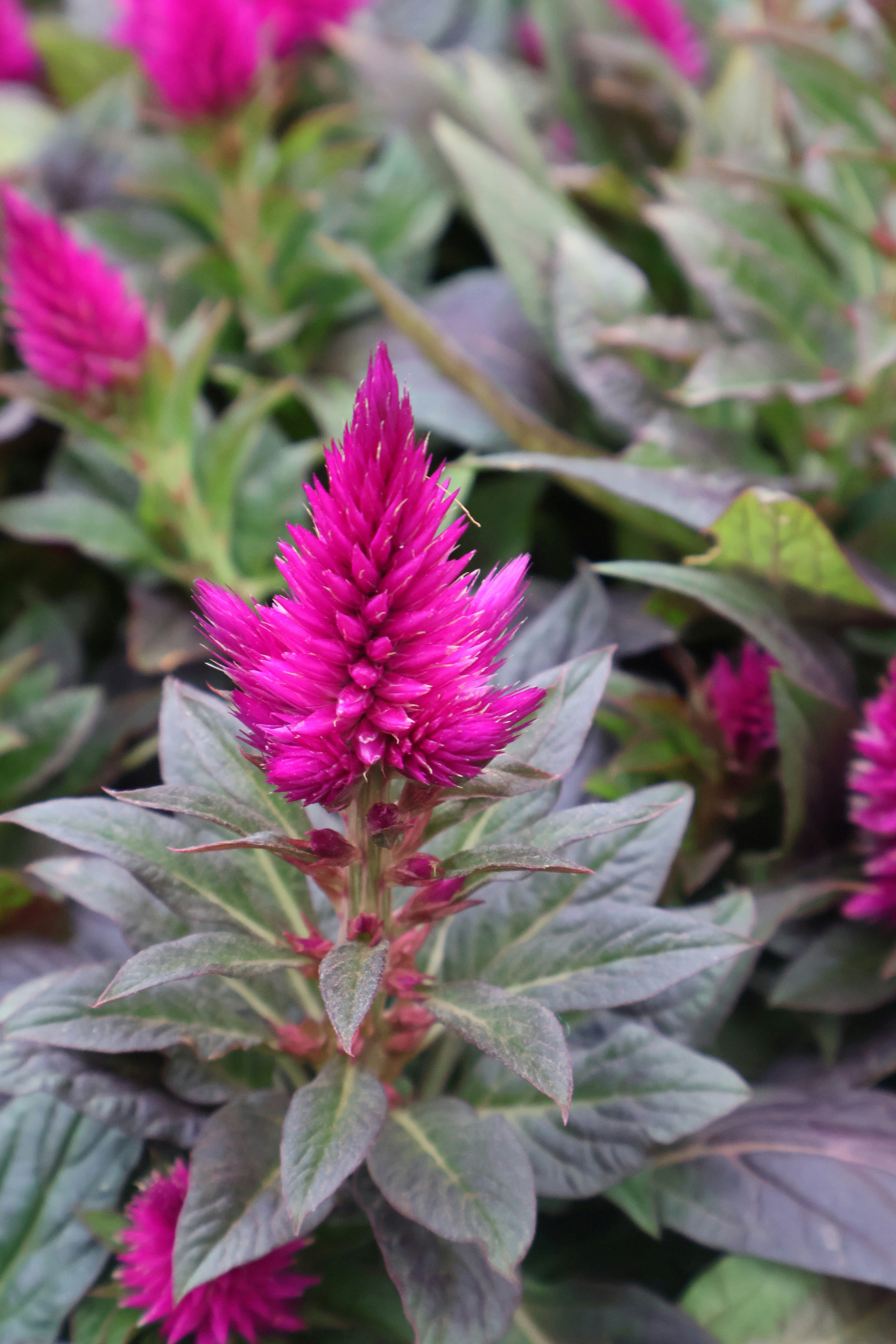 Magenta Spike: Celosia Crown Among Foliage