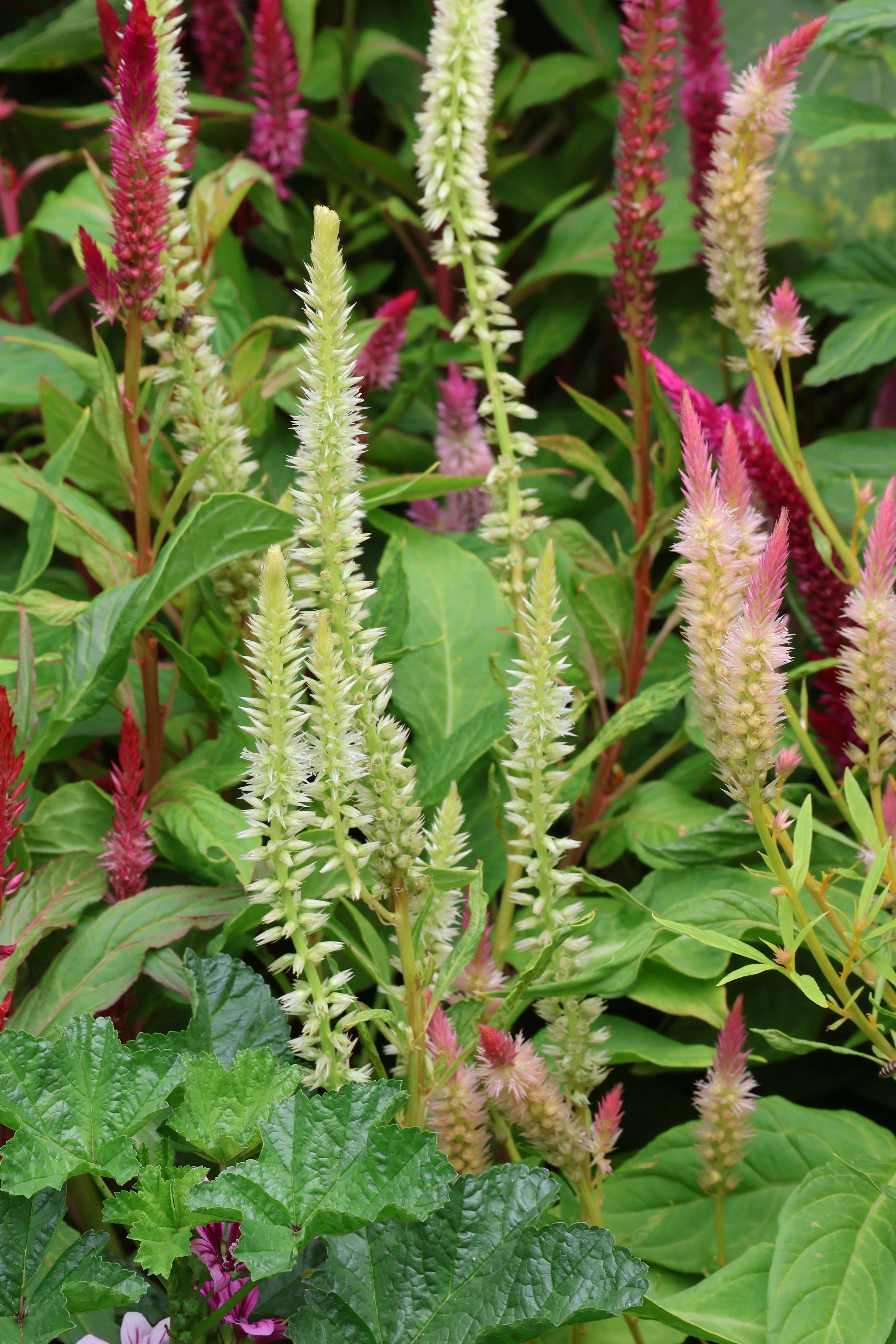 Spears of Color: A Field of Velvet Spires in Bloom