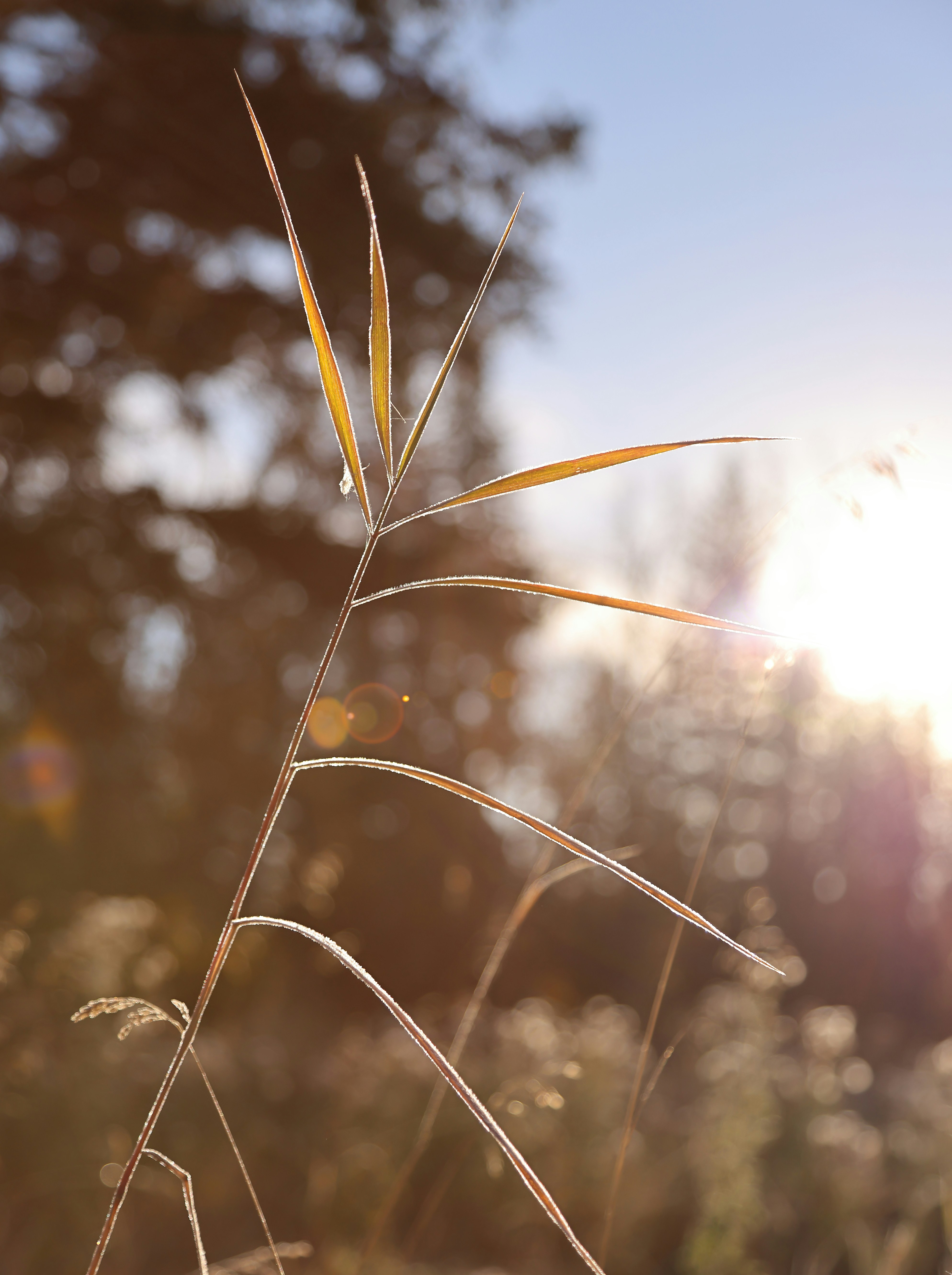 Sunlit grass stem dappled with lens flare against a soft forest backdrop