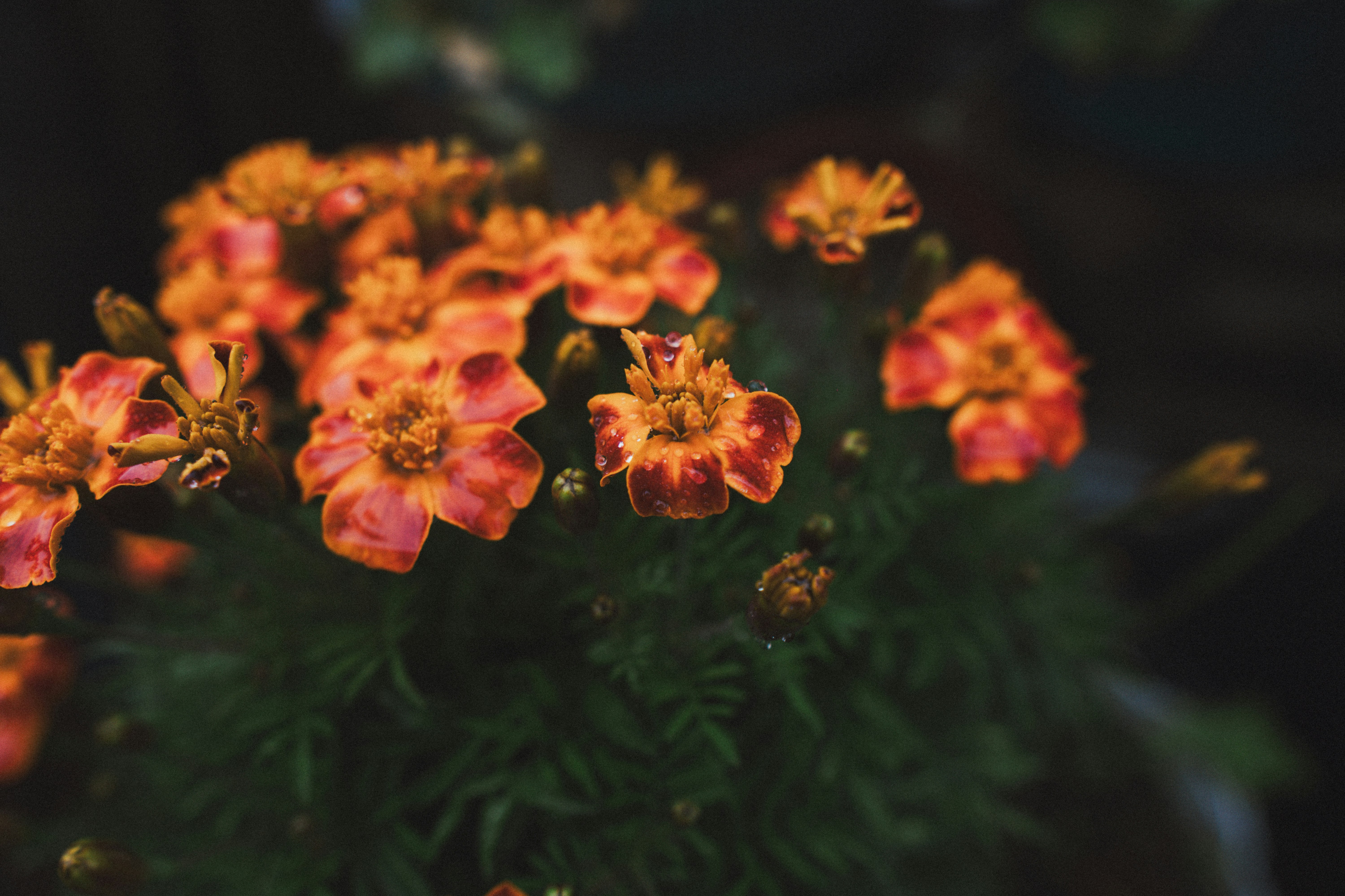 Sunlit Orange-Red Florals in a Shaded Garden