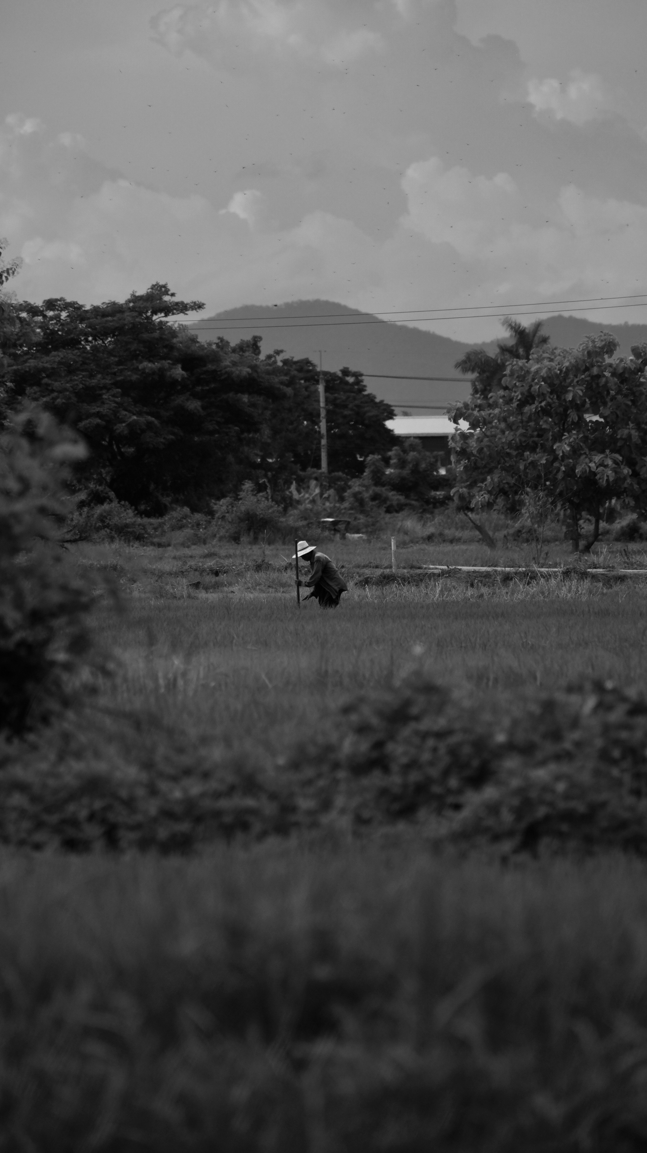 Field Beyond the Horizon: A Farmer's Quiet Post