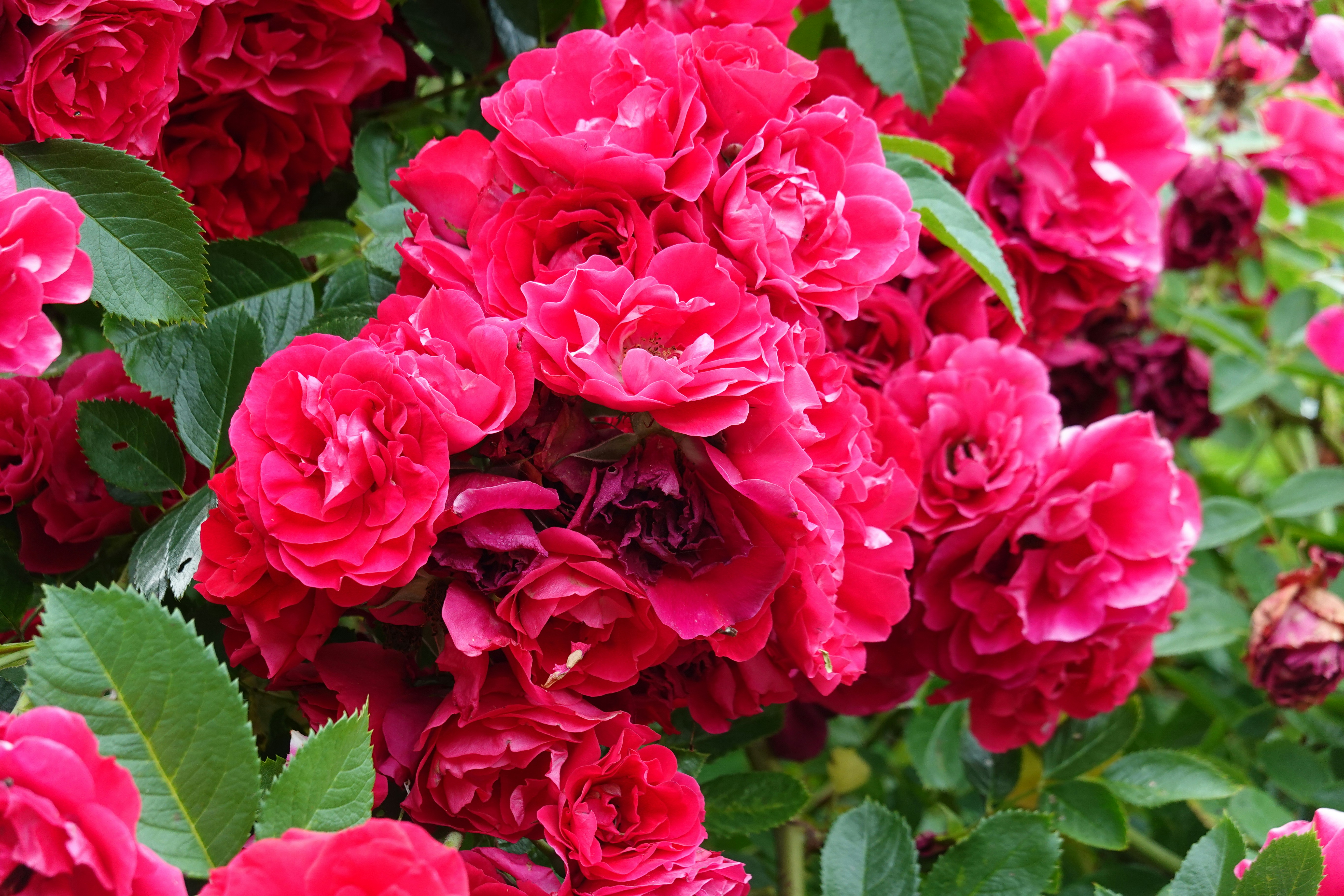 Rose Bloom Mosaic: A Burst of Pink Petals in Full Color