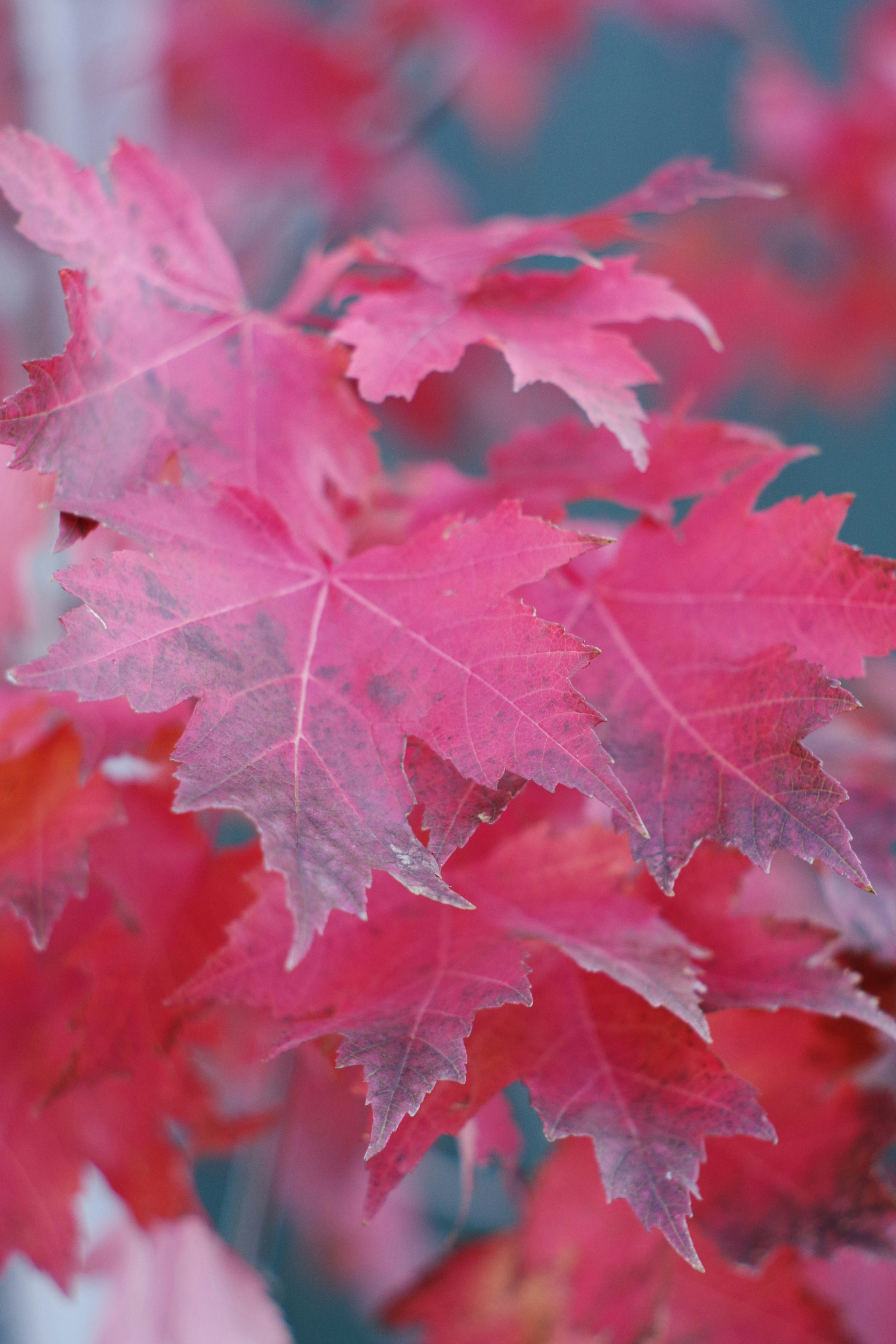 Vivid Crimson Maple in Soft Focus Continuum