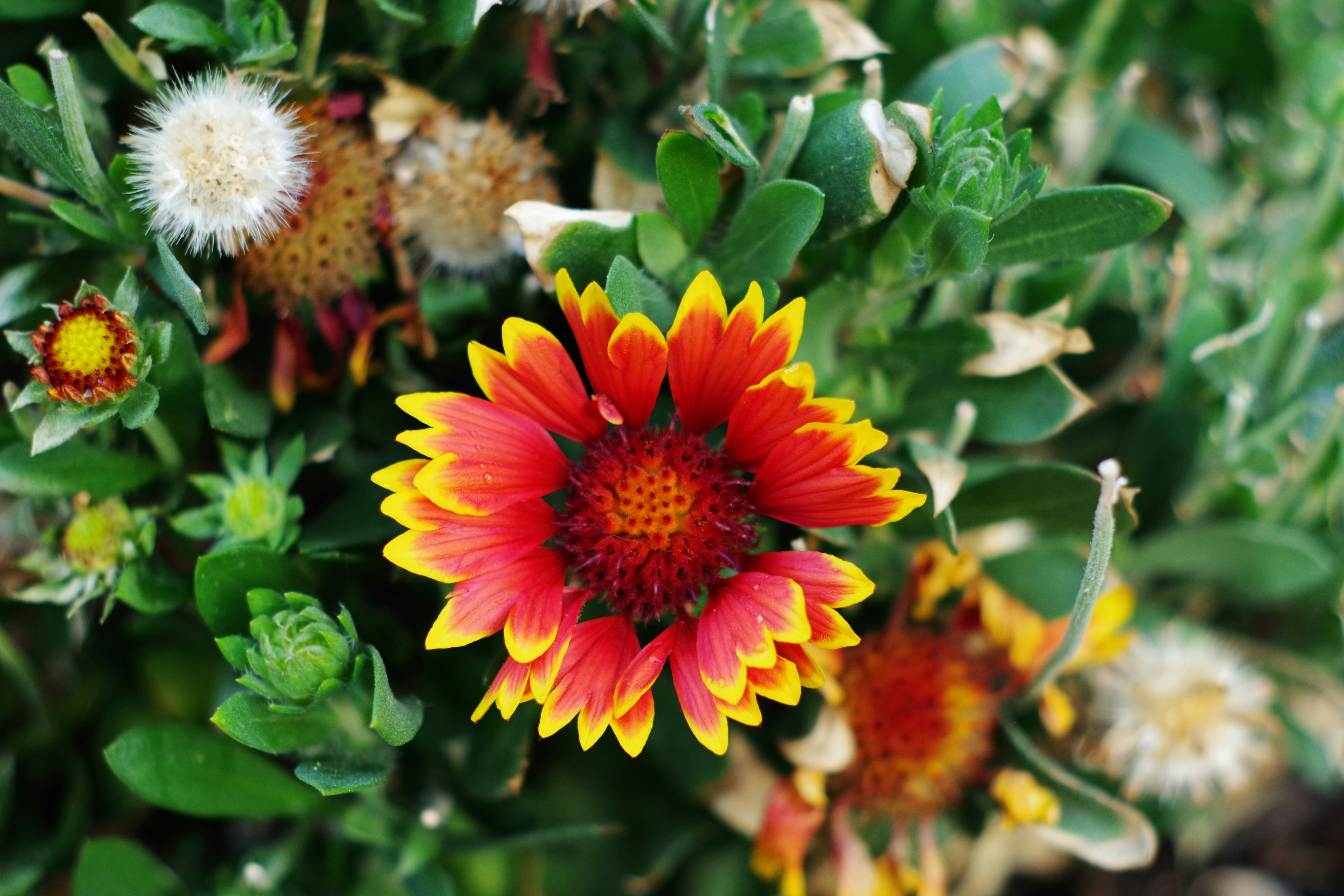 Sunburst Bloom: A Centerpiece of Orange-Red Petals Surrounded by Green Foliage