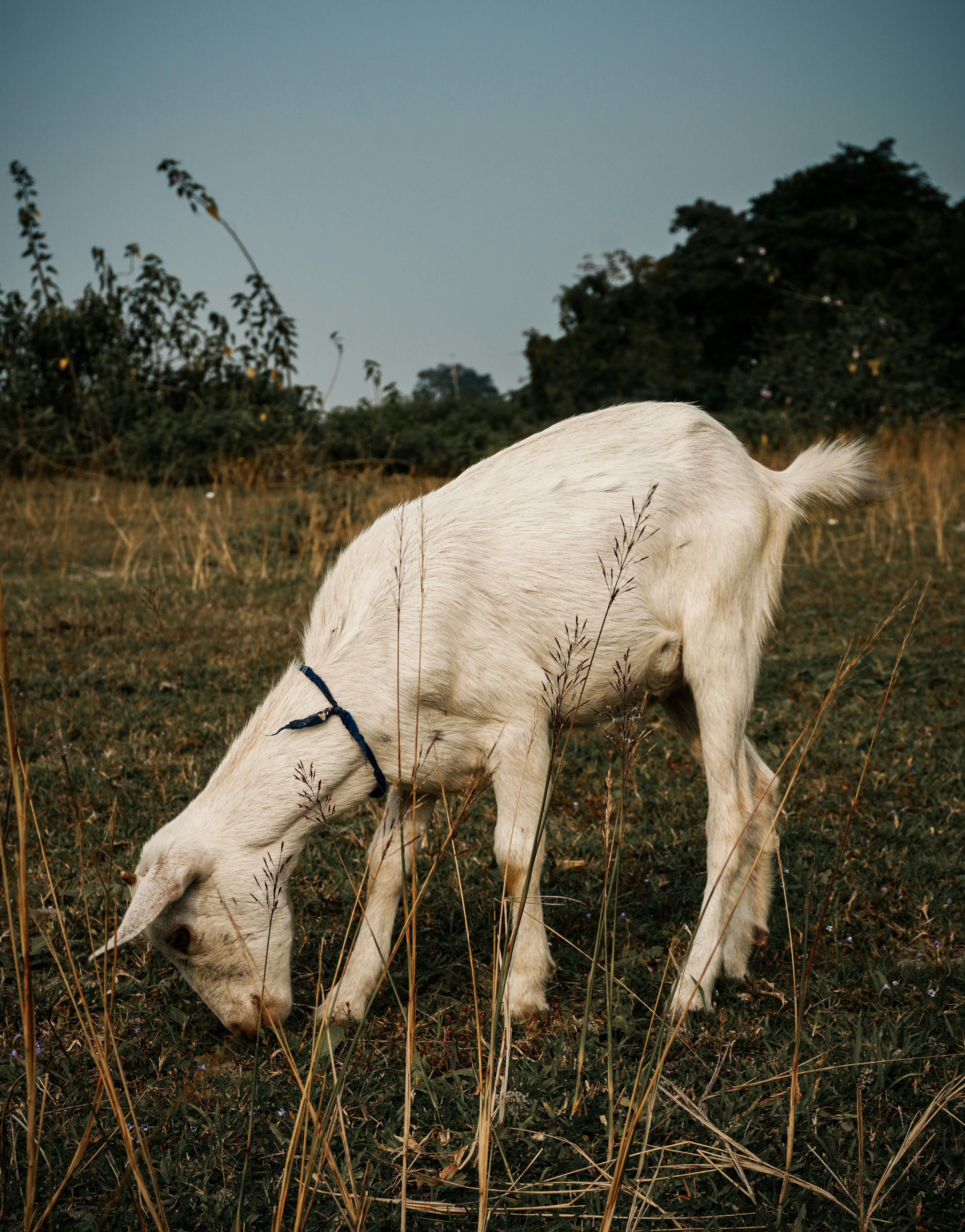 White Goat Grazing in a Dried Field at Golden Hour