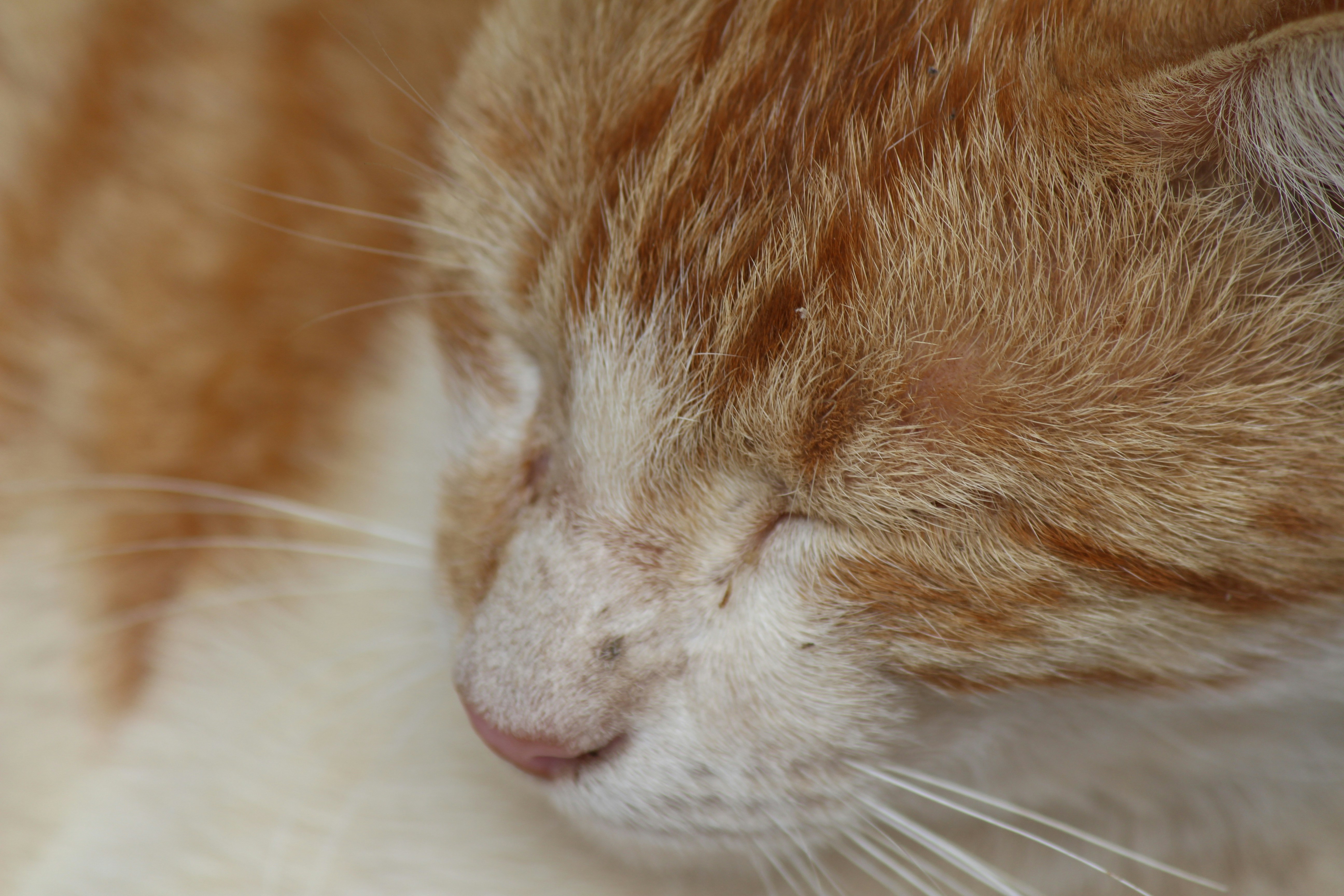 Whiskered Calm: A Gentle Moment of a Sleeping Orange Tabby