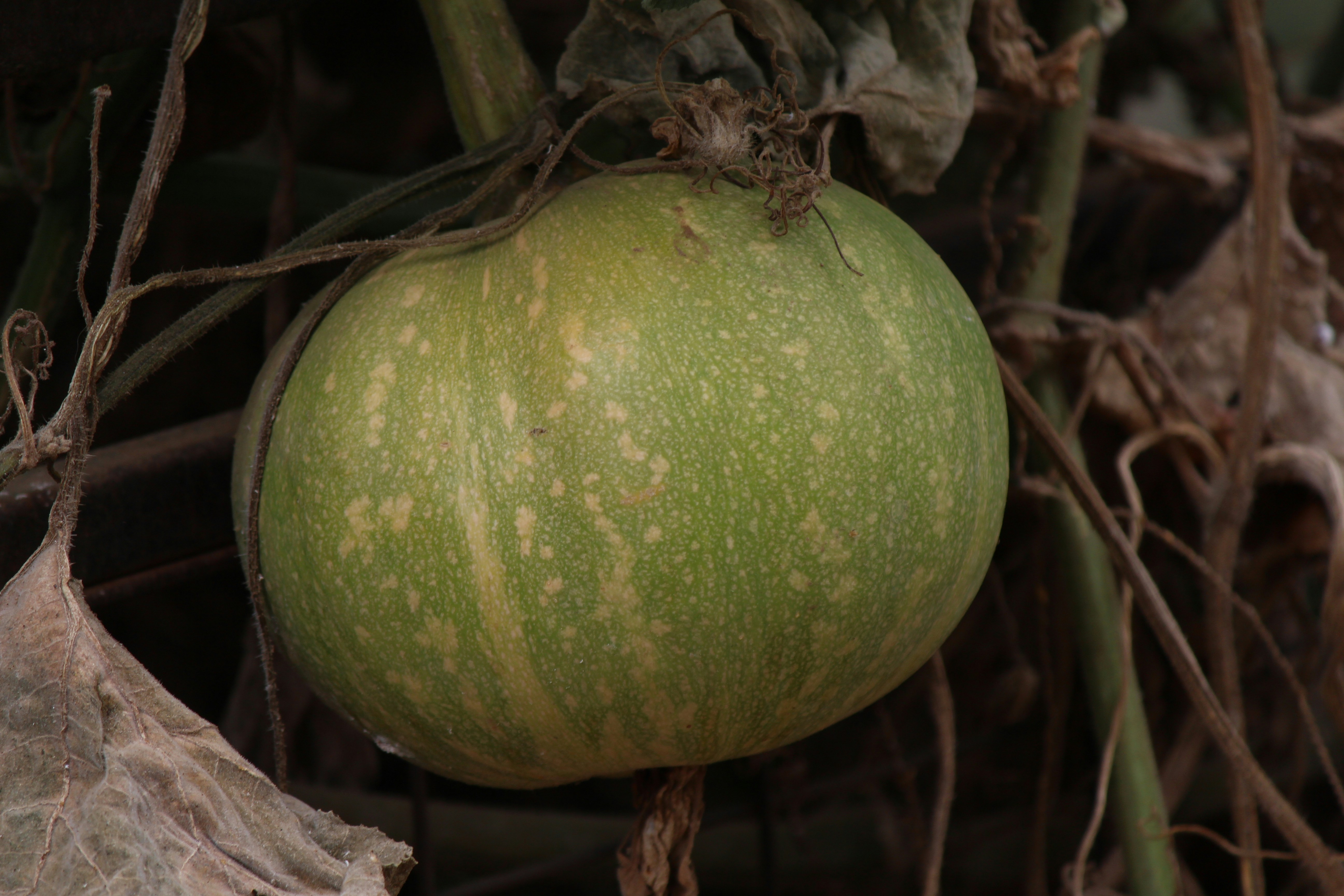 Green heirloom pumpkin cradled by withered vines
