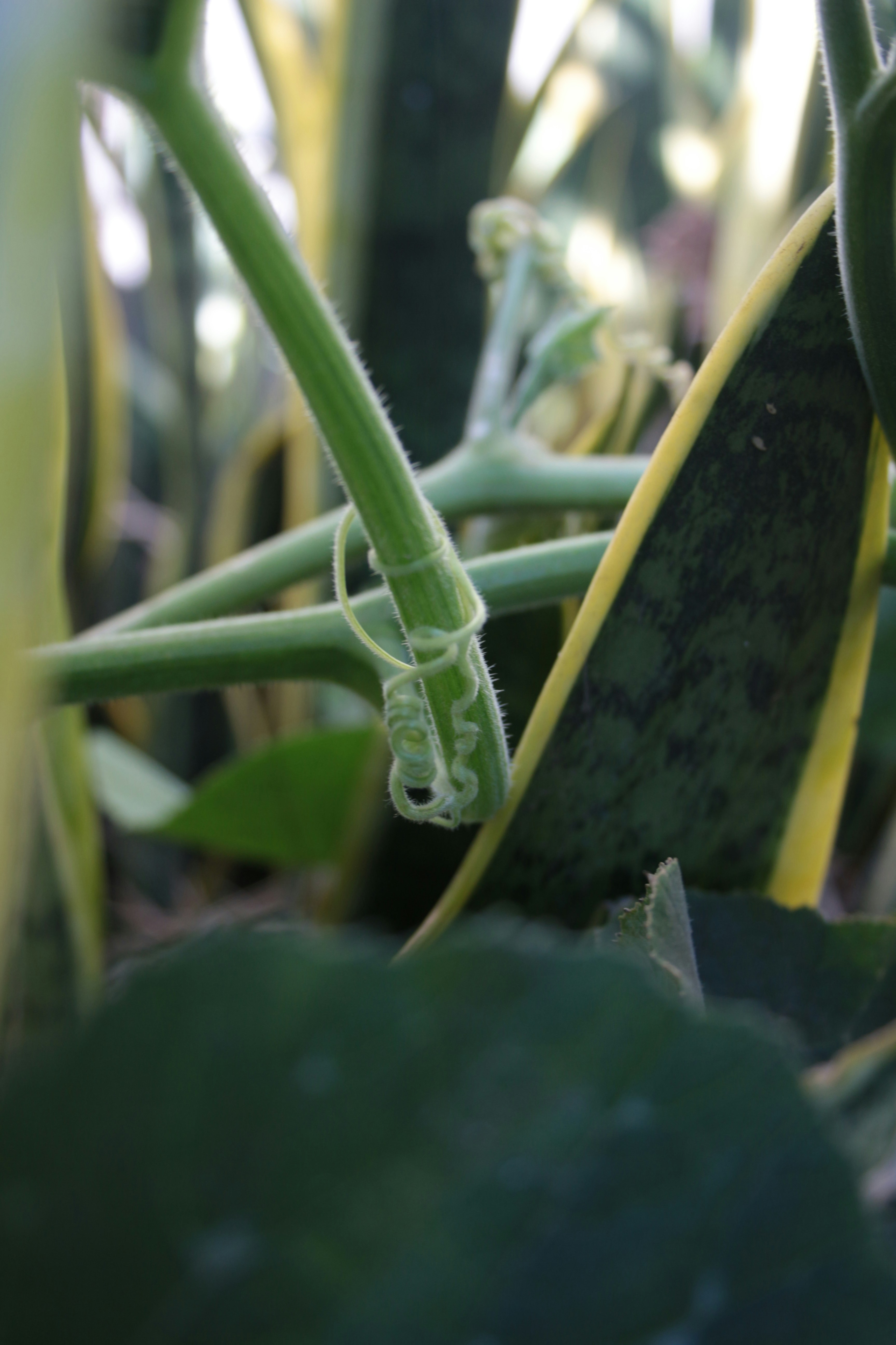 Curled Tendril Among Variegated Leaves