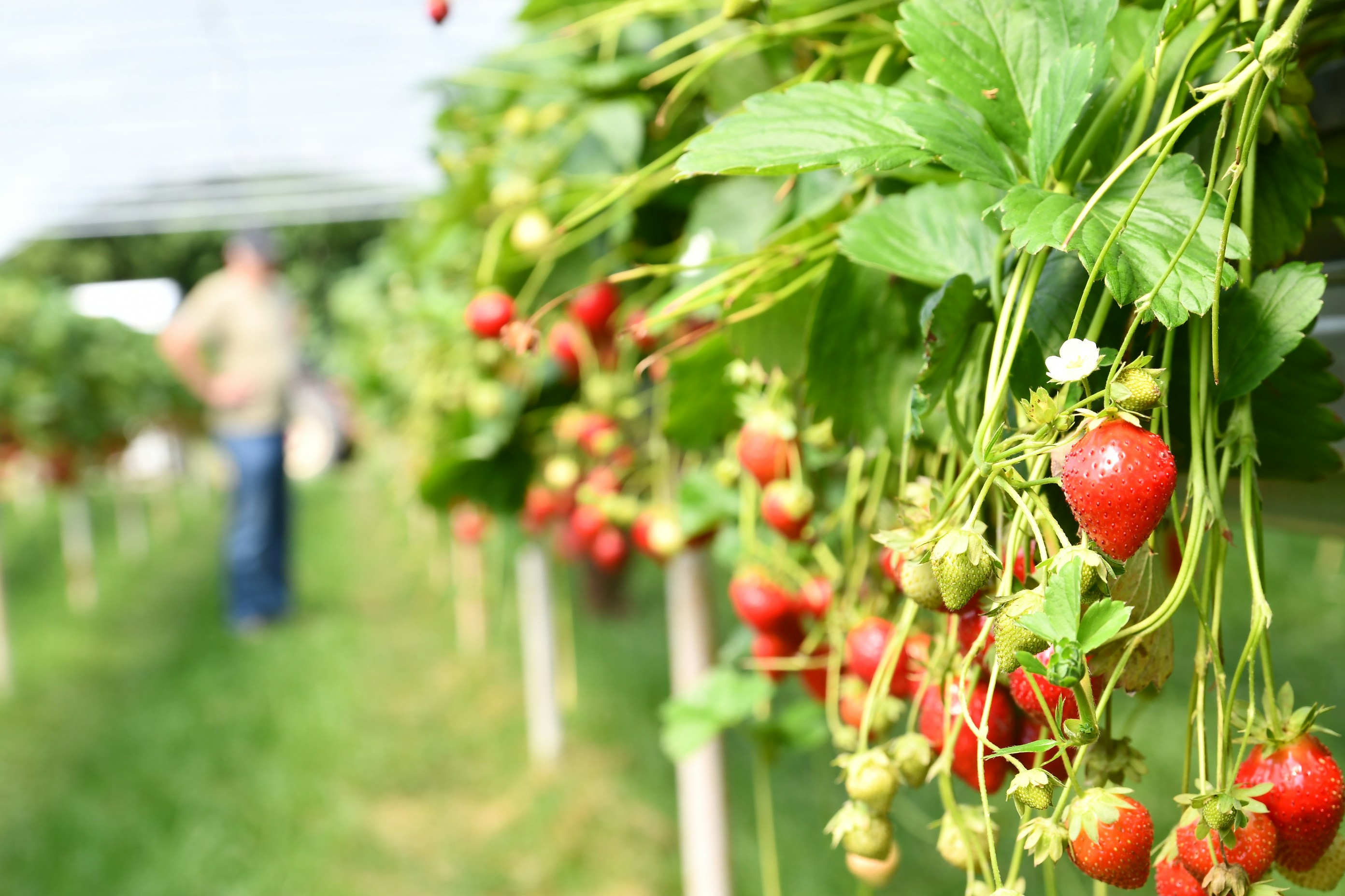 Strawberry Row: Fresh Fruit Glows Along a Greenhouse Lane