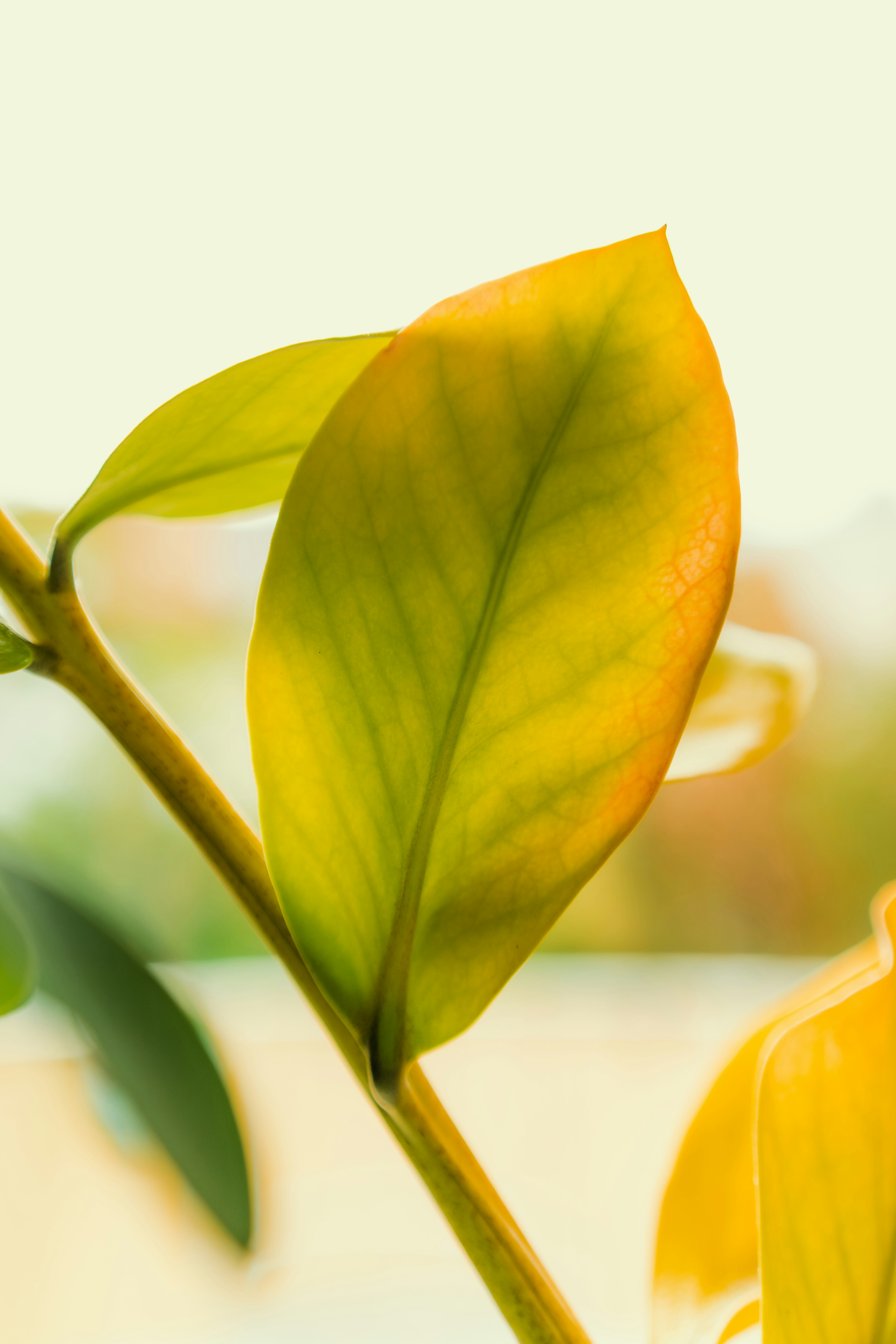 Sunlit Vein: A Leaf's Quiet Glow