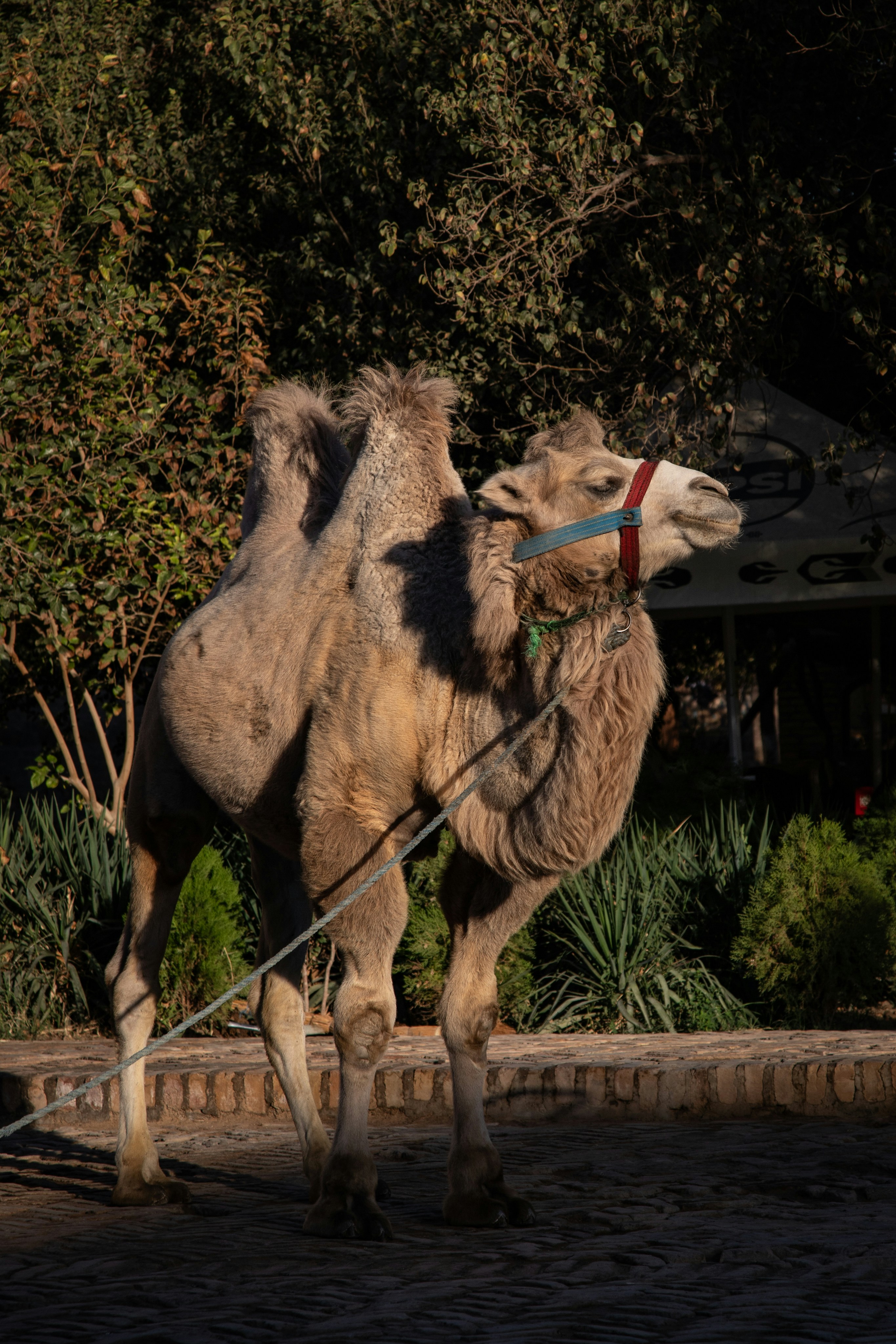 Two-Humped Dromedary in Late Afternoon Shade