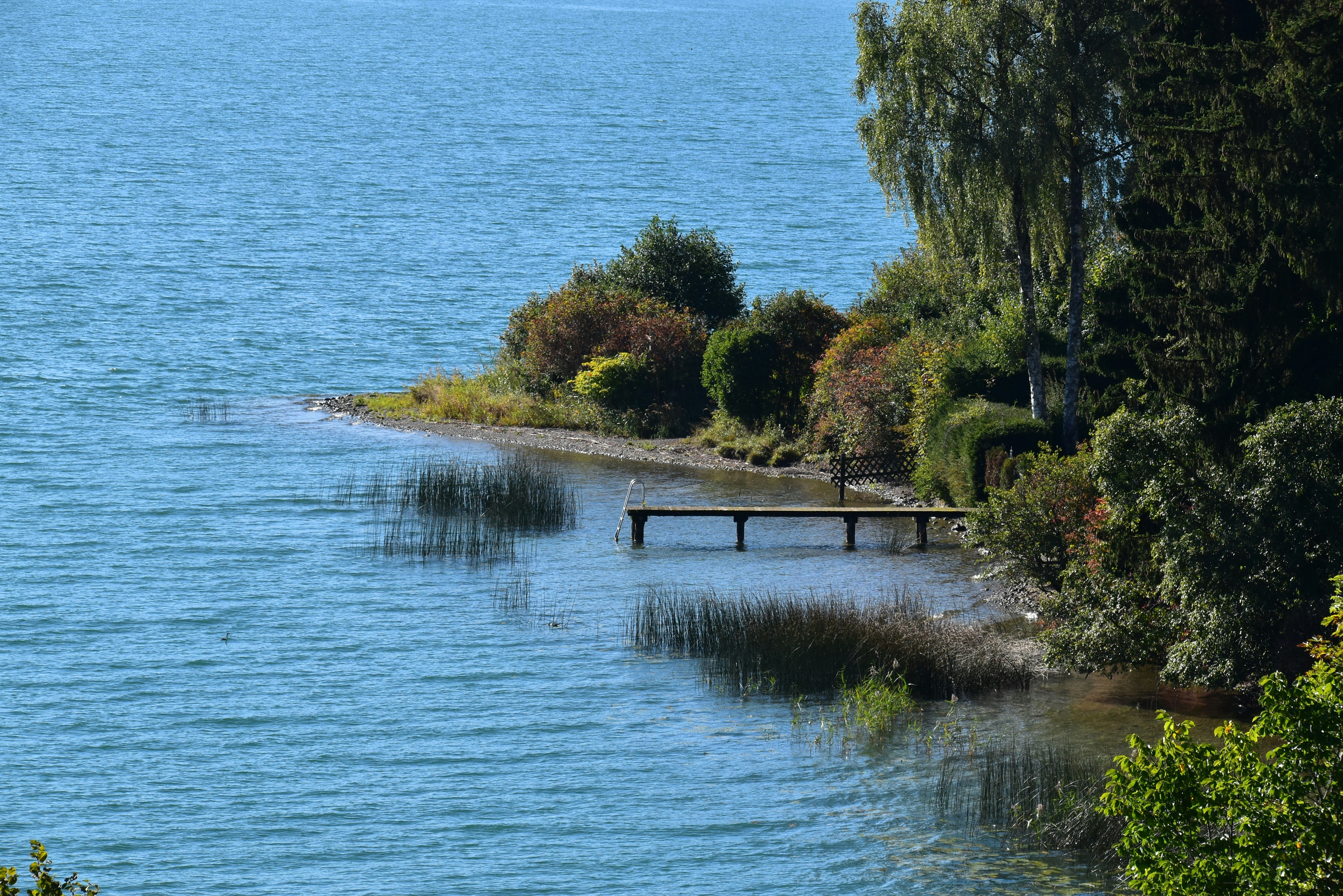 Lakeside Pathway: A Quiet Marsh by the Pier