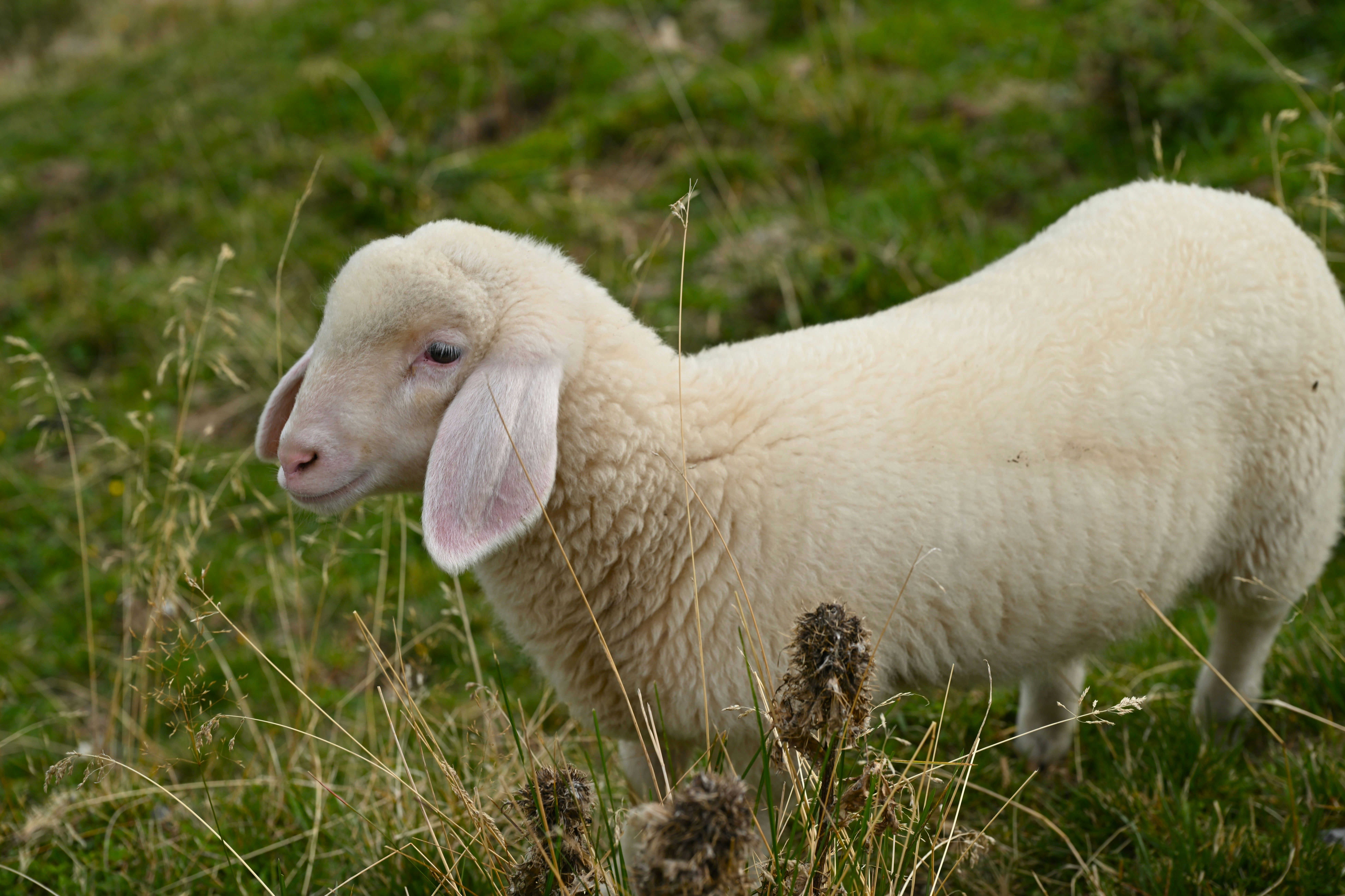 Pasture Stranger: Close‑Up of a Woolly Ewe in Soft Spring Light