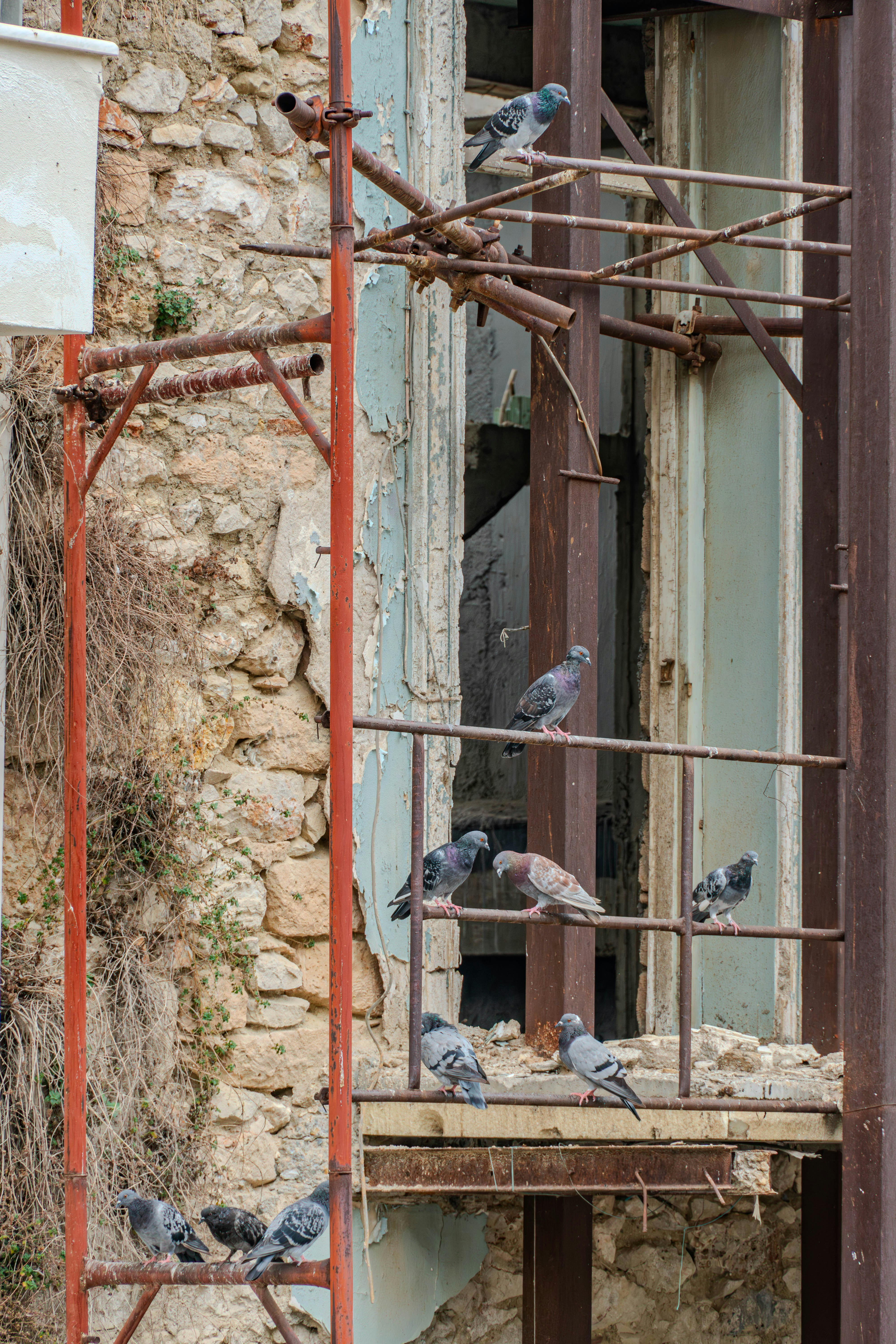 Pigeons on a Weathered Metal Frame by a Crumbling Wall
