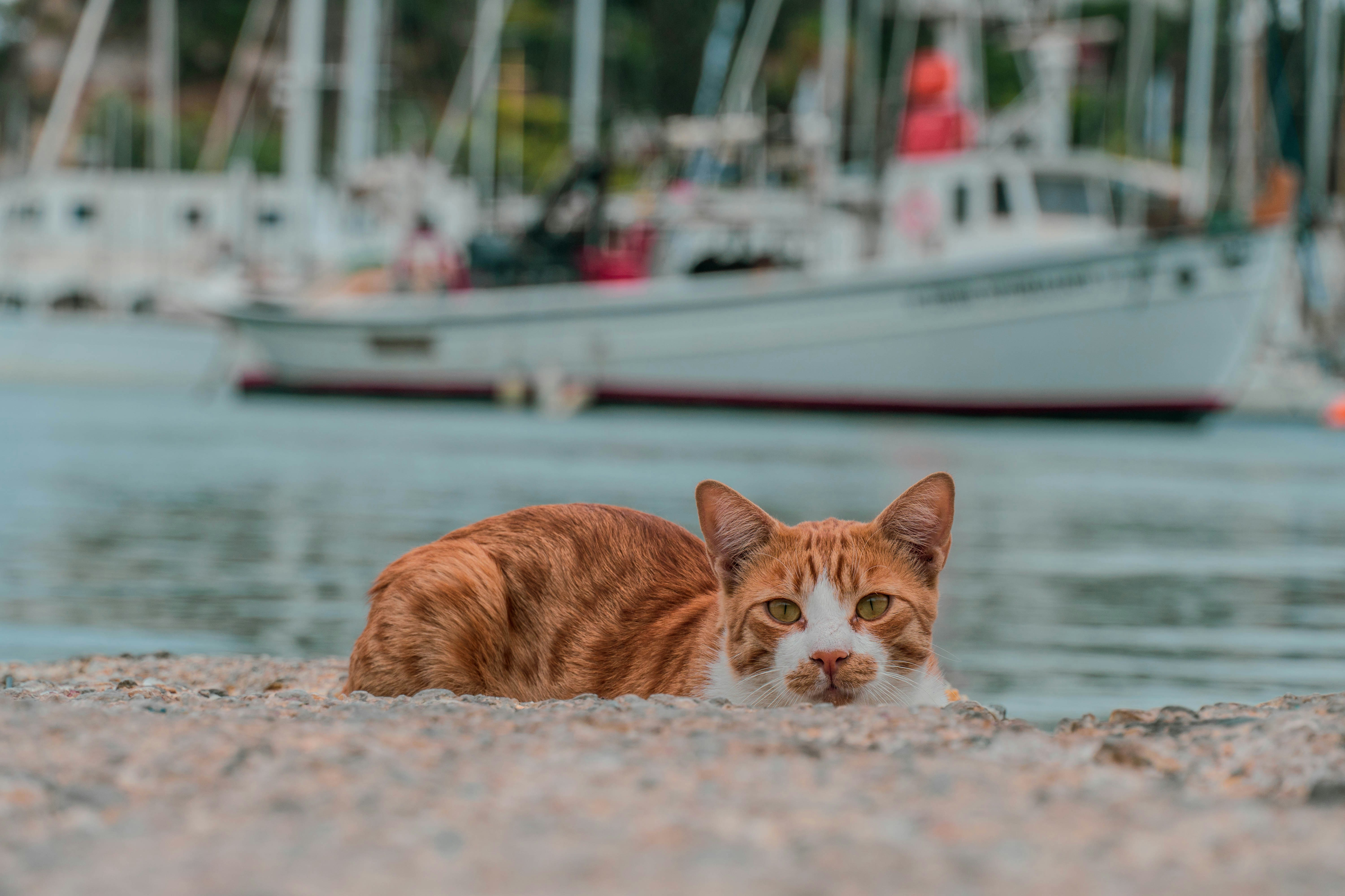 Low-Clowd: A Curious Cat Guards the Shoreline