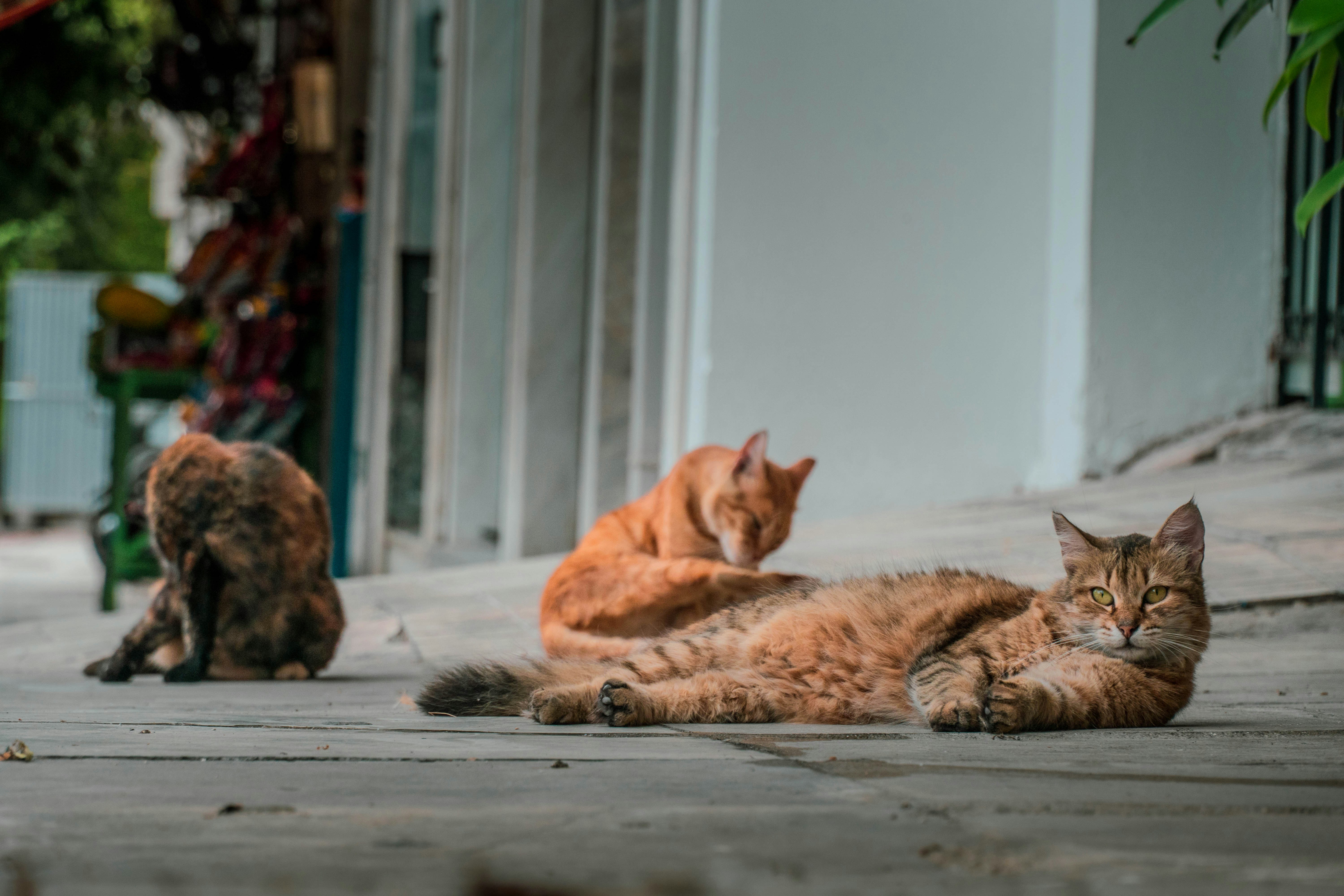 Relaxed Trio of Street Cats on a Sunlit Concrete Path