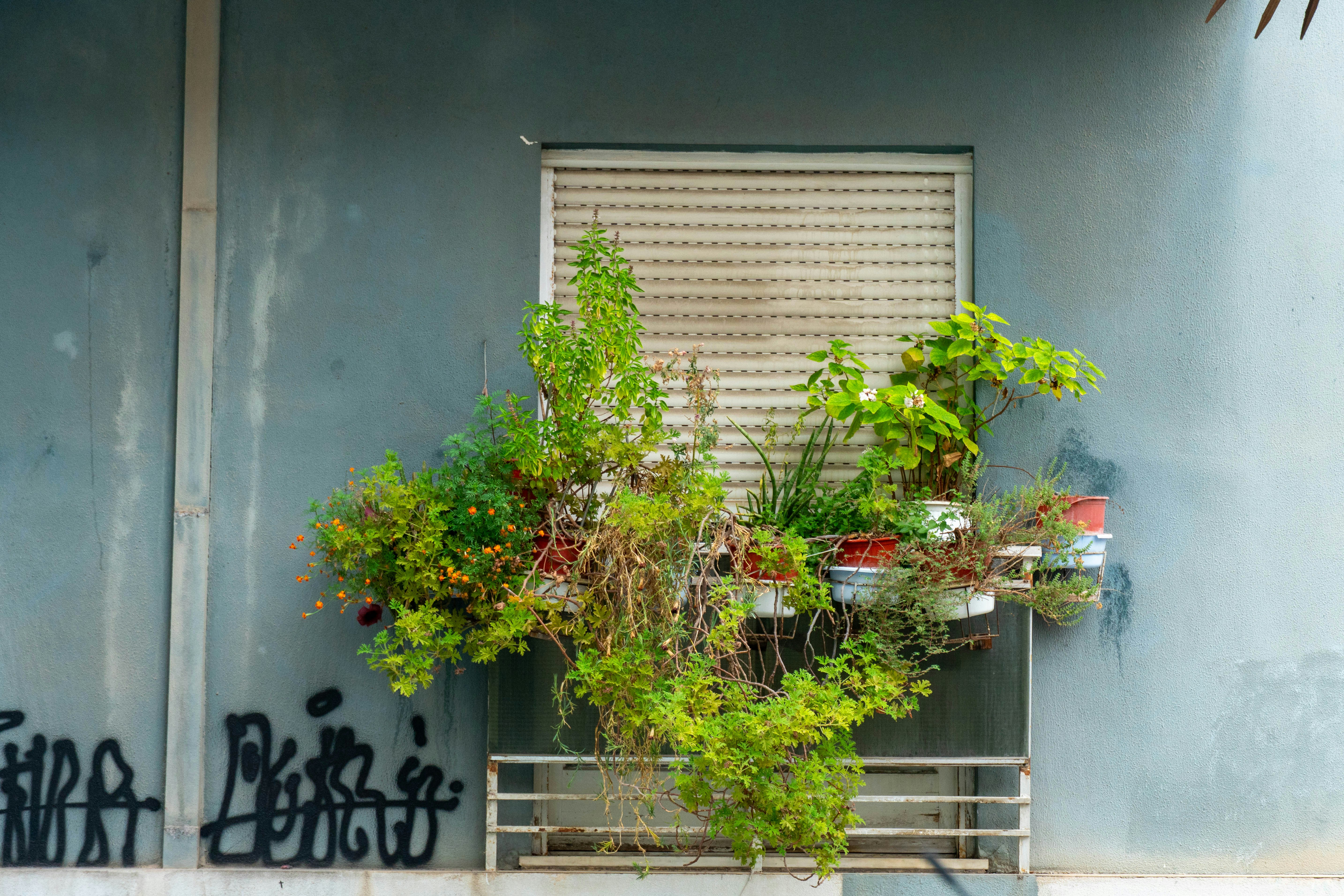 Urban Balcony Oasis in a Painted Alley