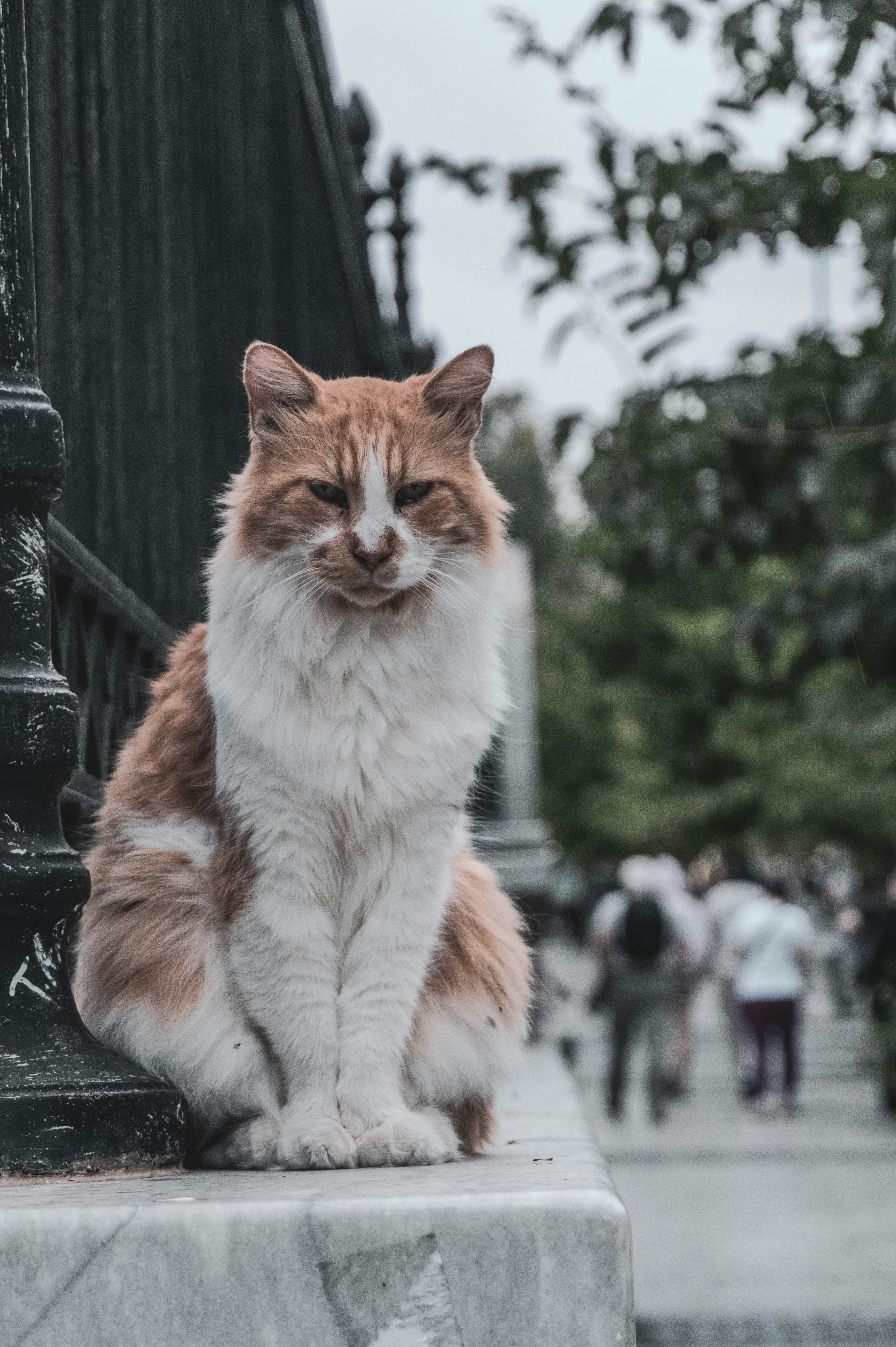 Calico Sentinel: A Quiet Moment on the City Edge