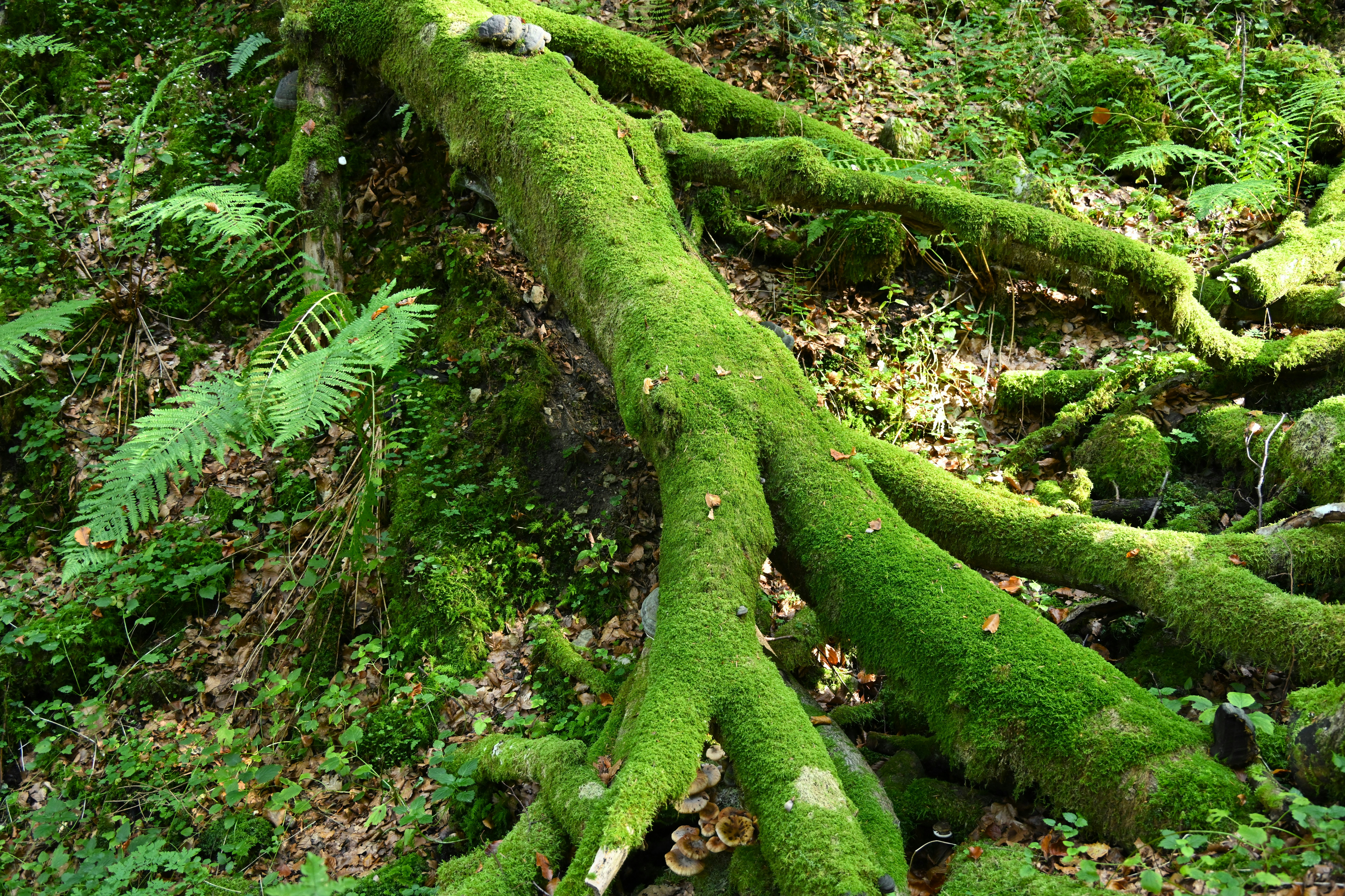 Moss-Cloaked Ancestral Roots Reaching Across a Forest Floor