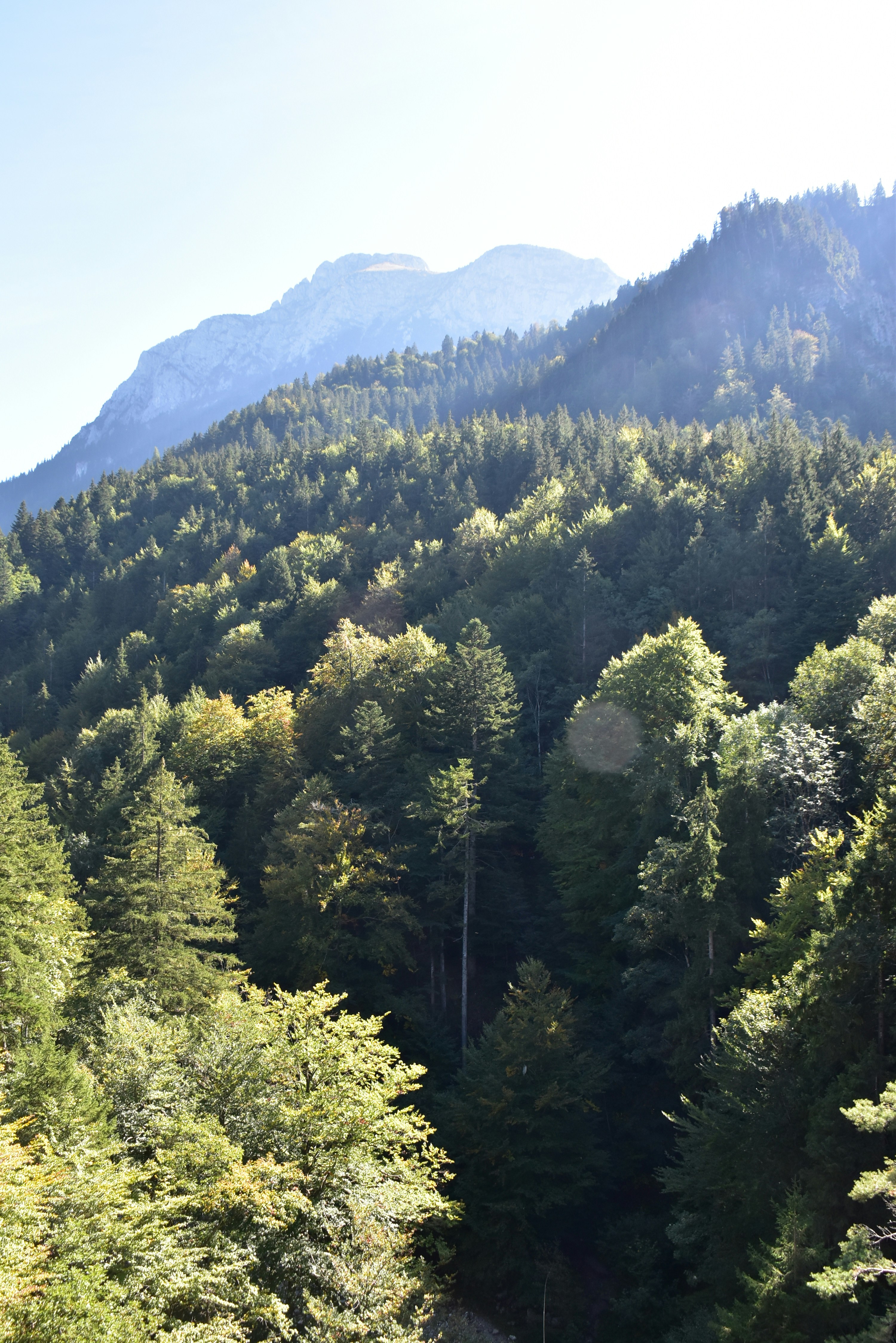Sunlit Pine Ridge Beneath Alpine Peaks