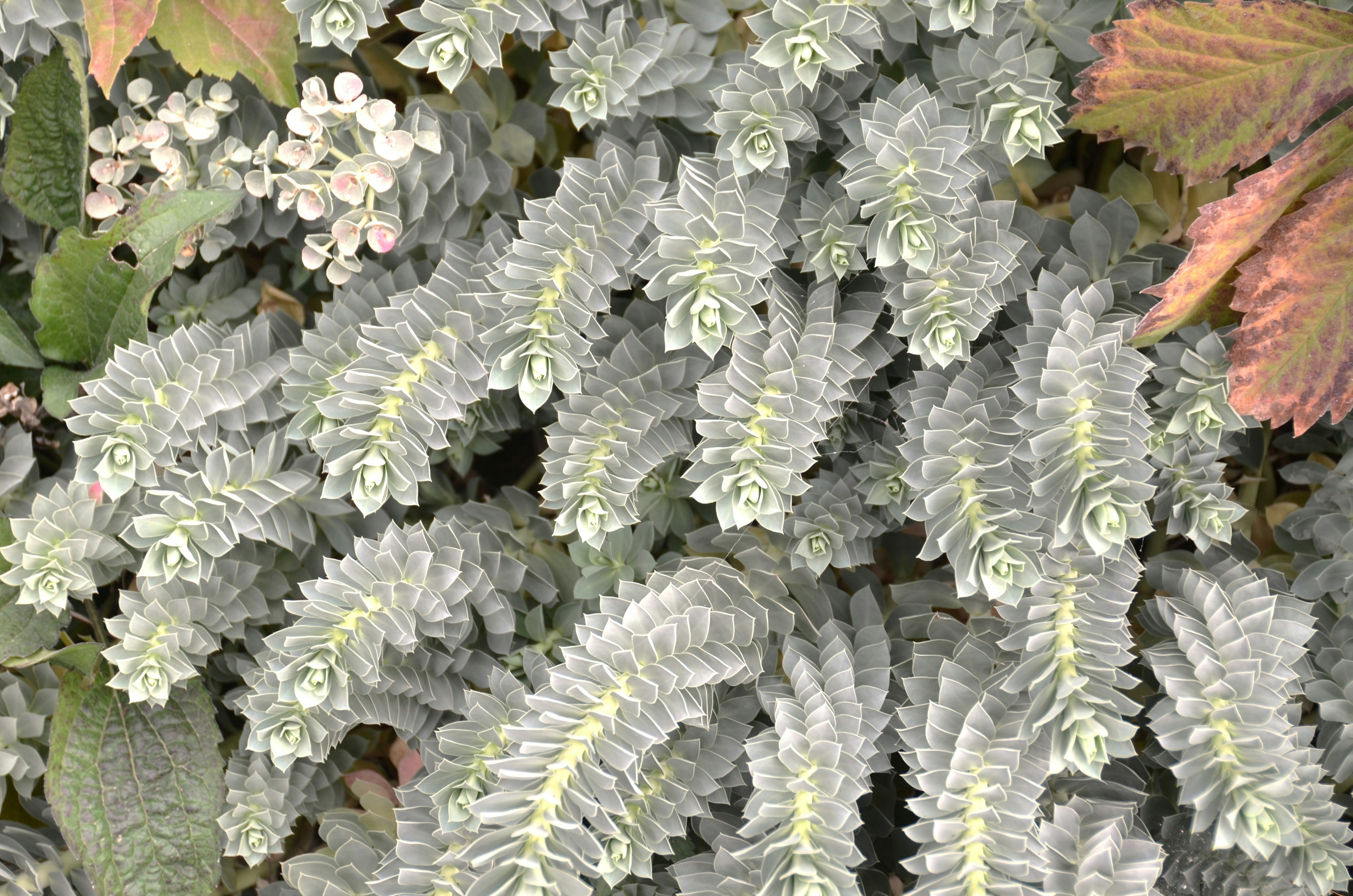 Frosted Foliage: Silvery Ferns Carpet the Garden