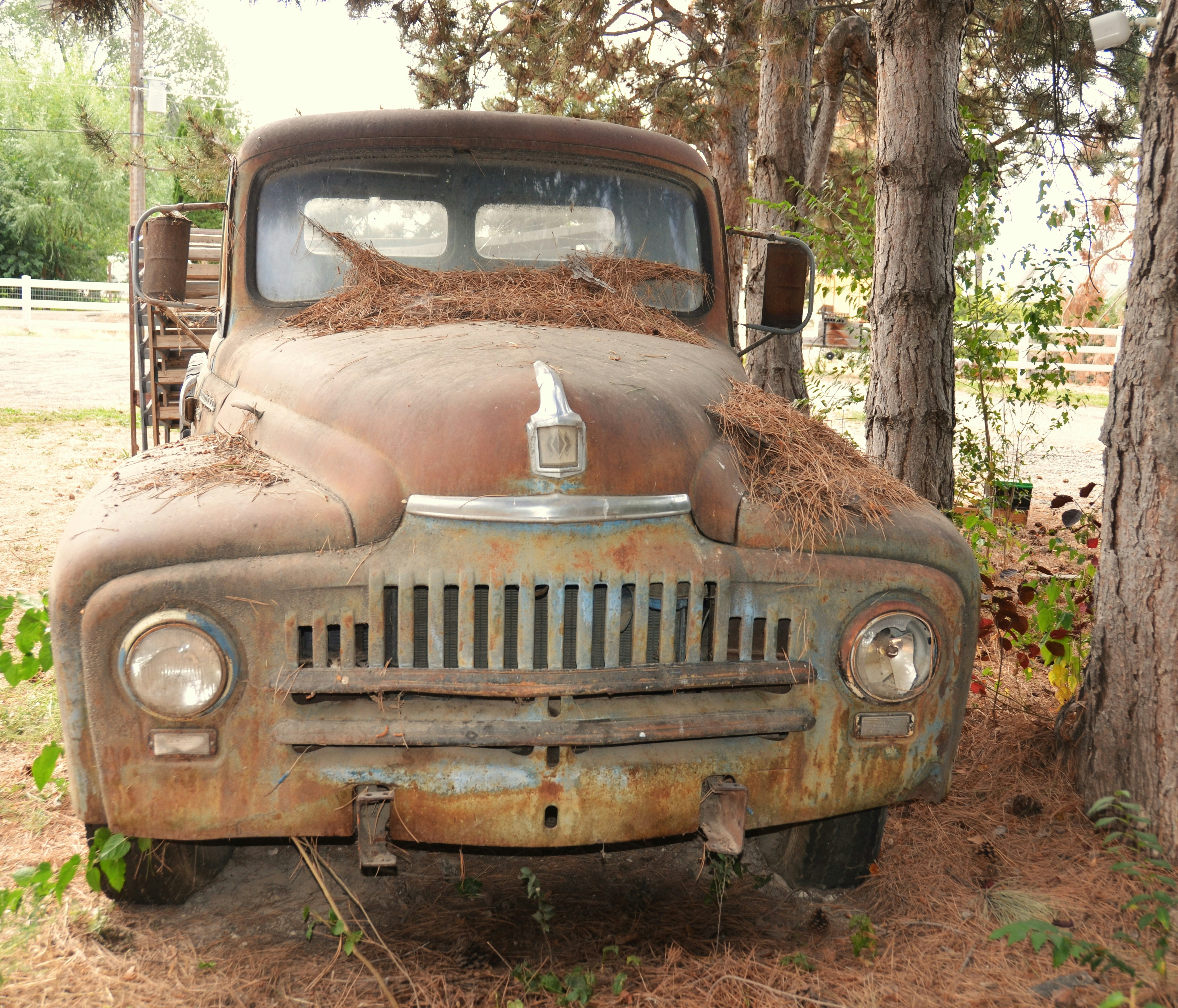 Rust and Roots: A Forgotten Truck Quietly Reclaims the Orchard