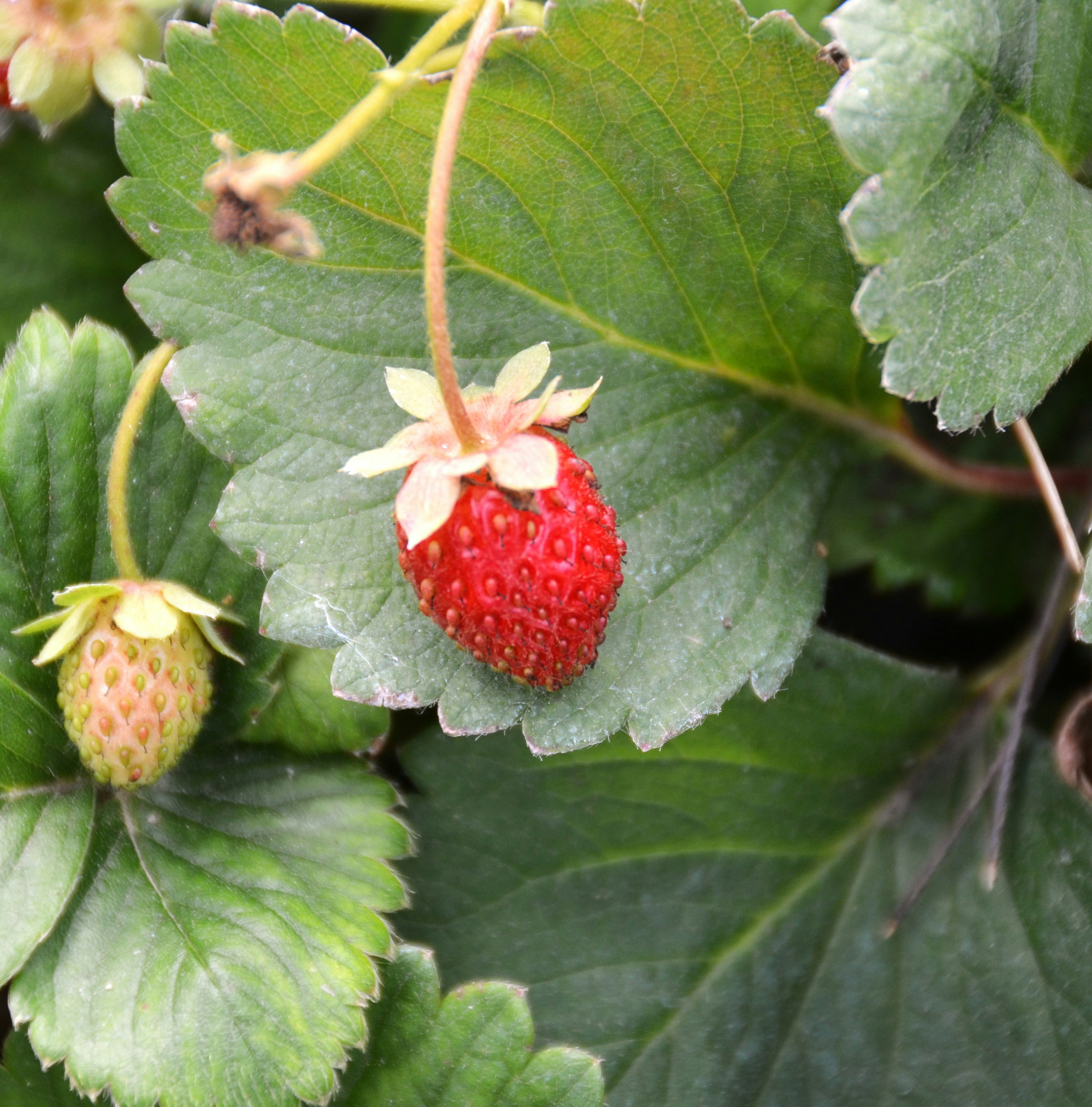 Red Strawberry Berries Fringe of the Leafy Green