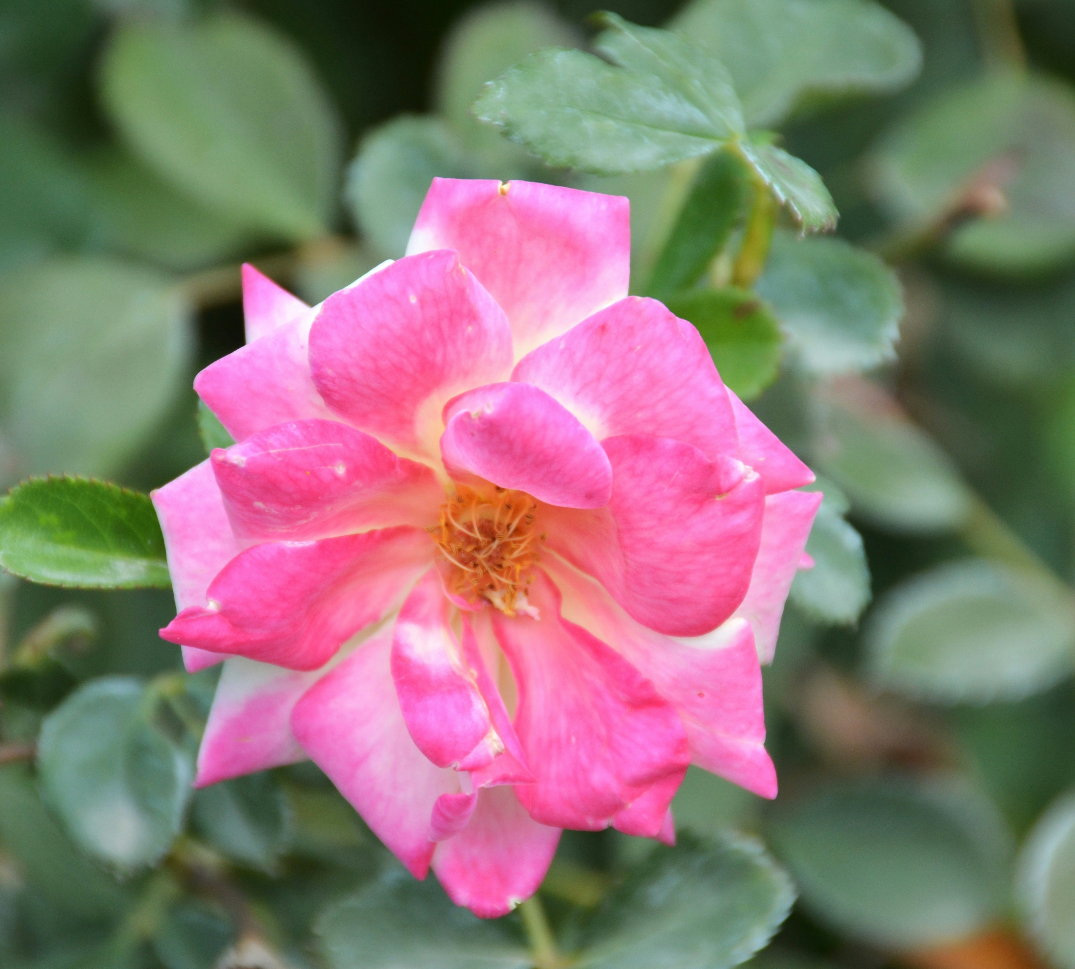 Pink Petal Constellation: A Centered Blossom in Soft Focus Green