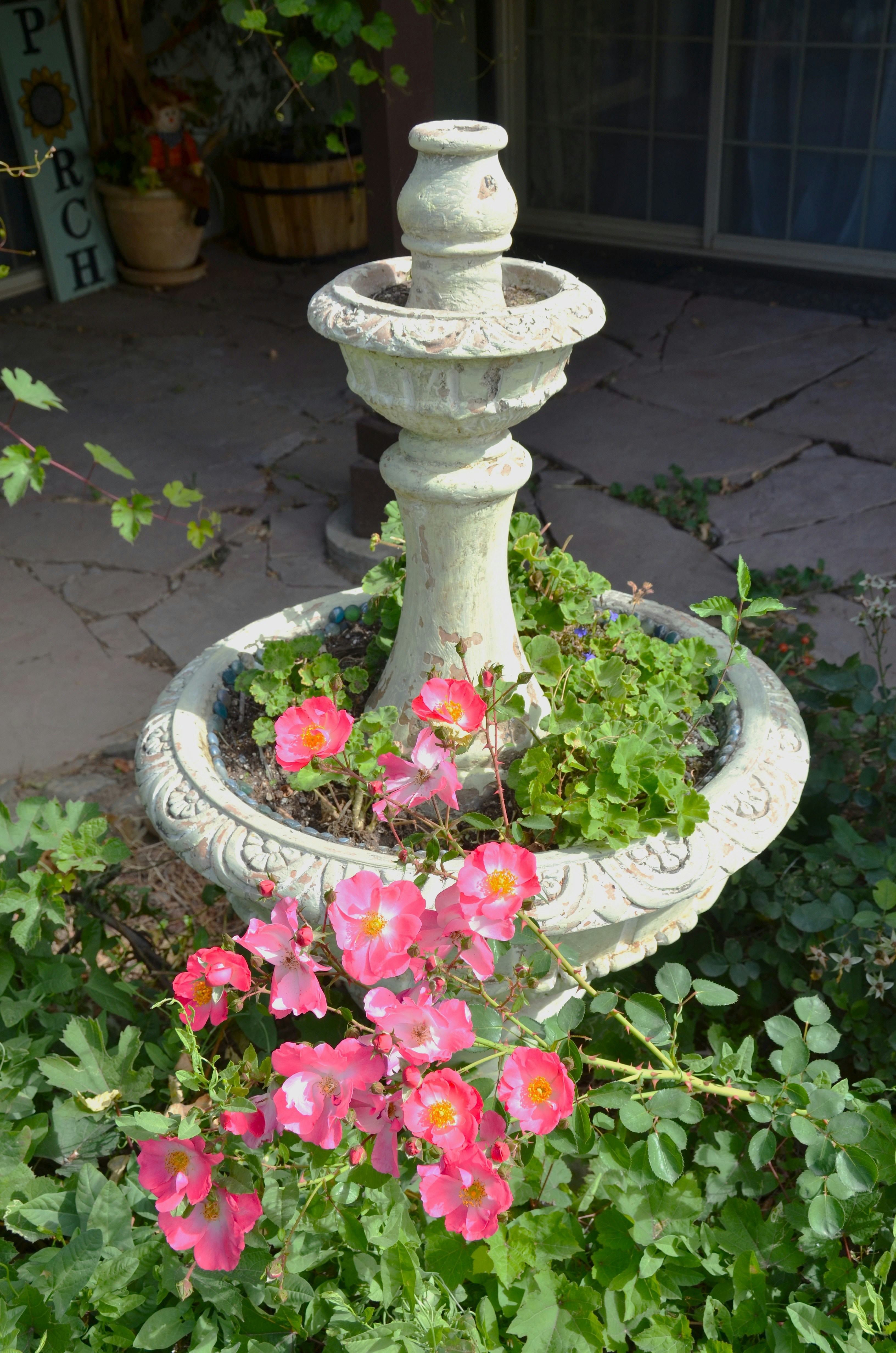 A Weathered Fountain Embraced by Pink Blooms in a Sunlit Courtyard