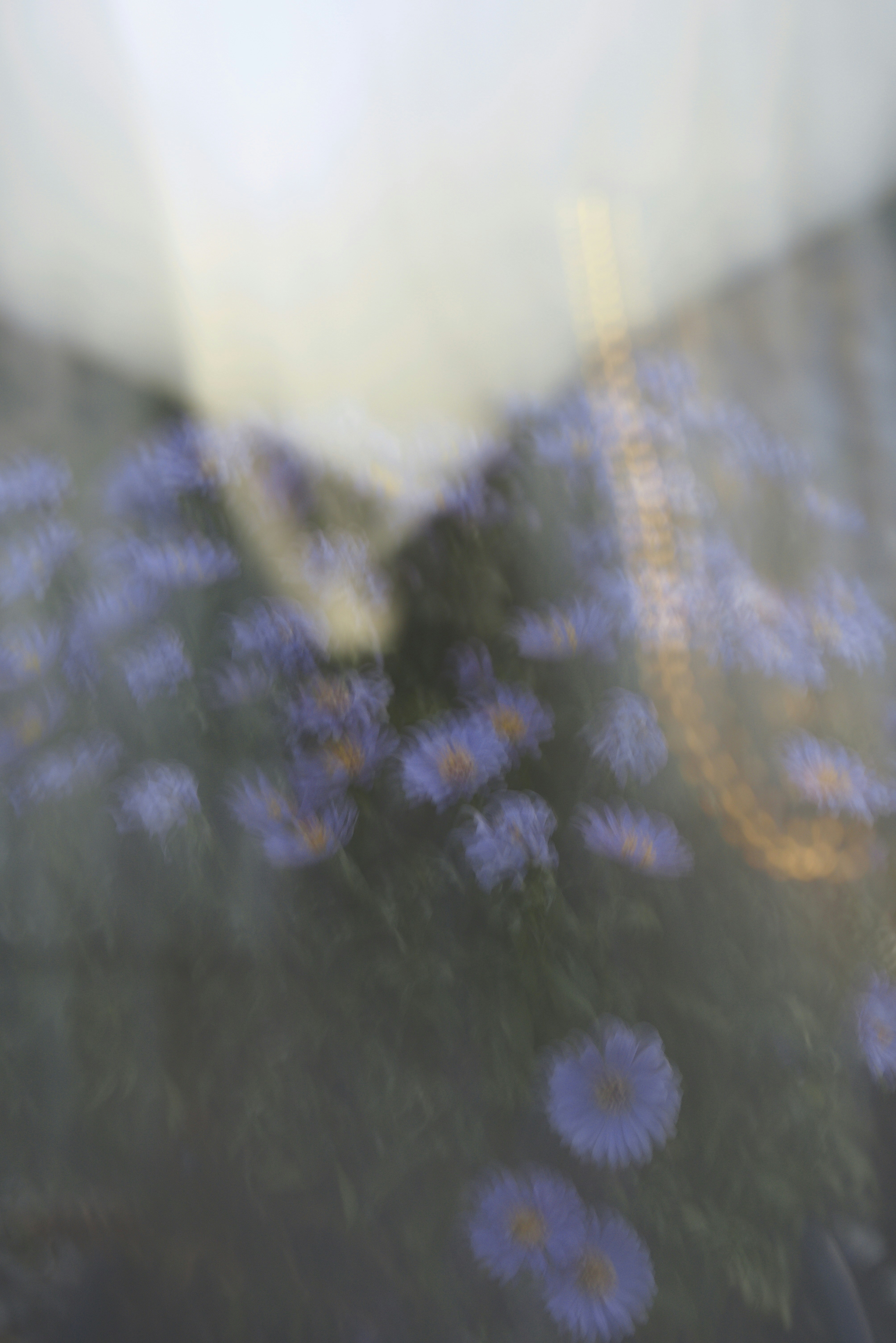 Soft Bloom Through Blur: Lavender Haze in a Quiet Glassy Frame