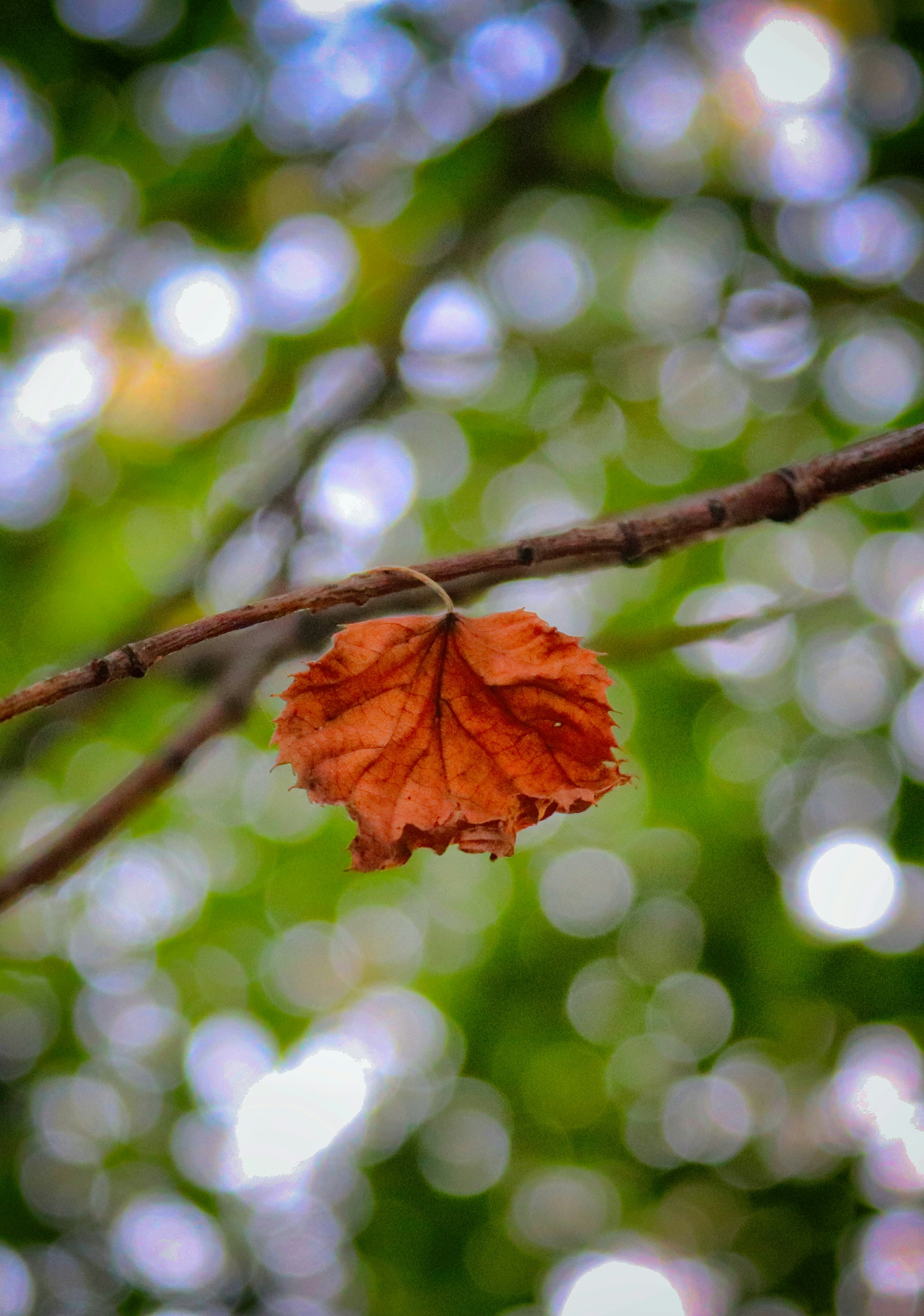 Rust-Red Leaf on a Quiet Twig
